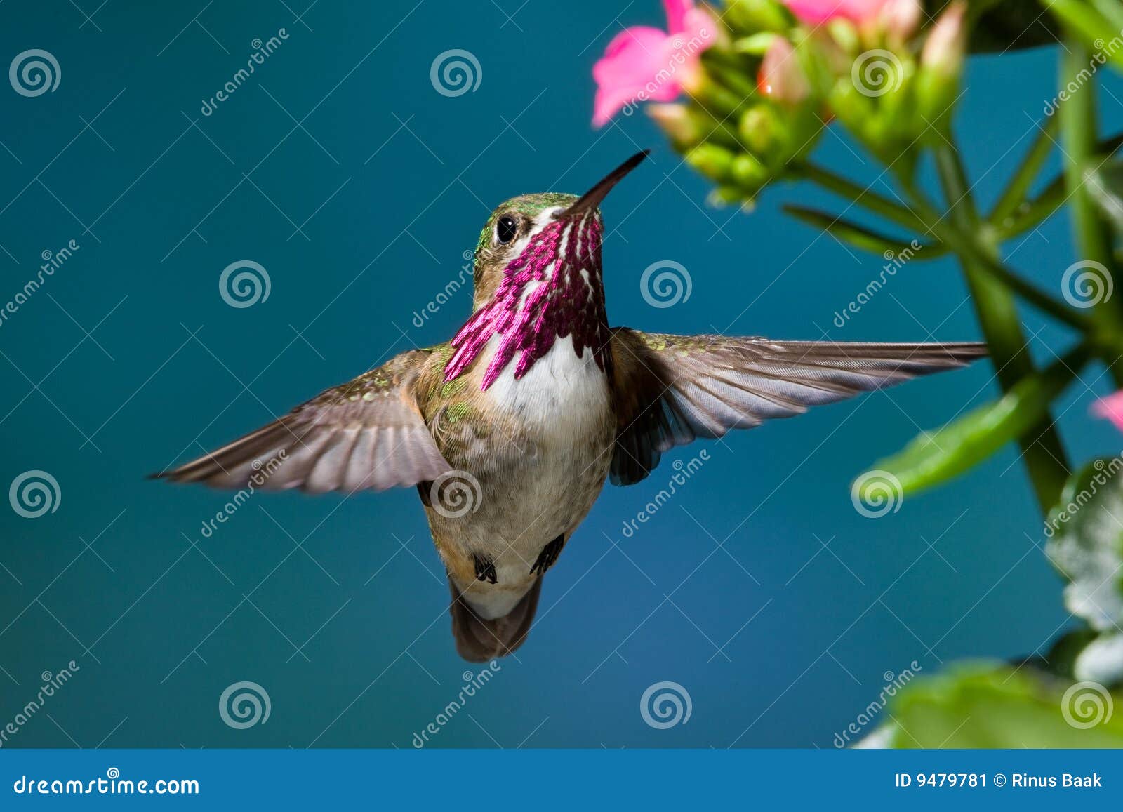 Calliope Hummingbird stock image. Image of male, kalanchoe - 9479781