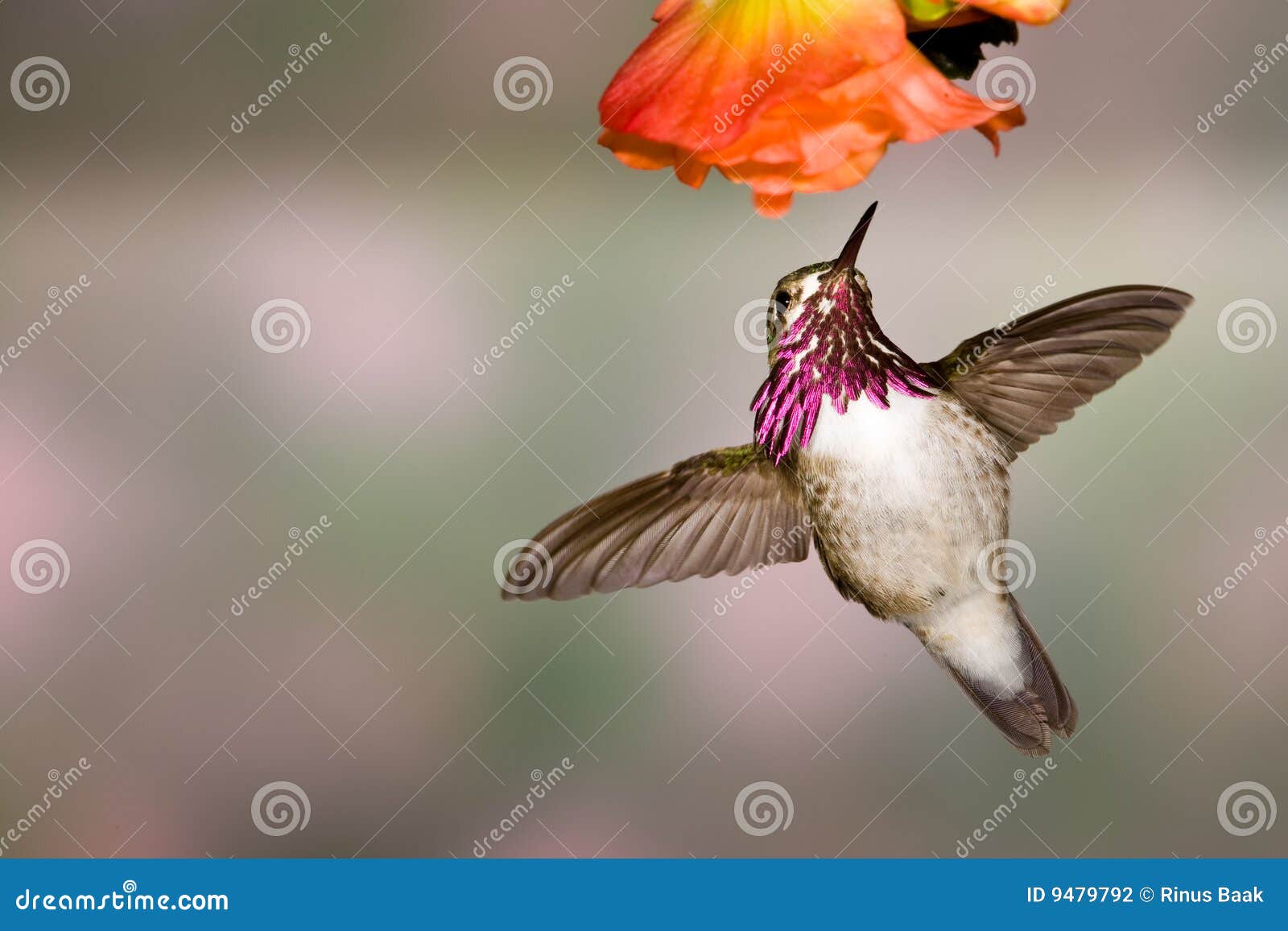 Calliope Hummingbird stock photo. Image of calliope, orange - 9479792