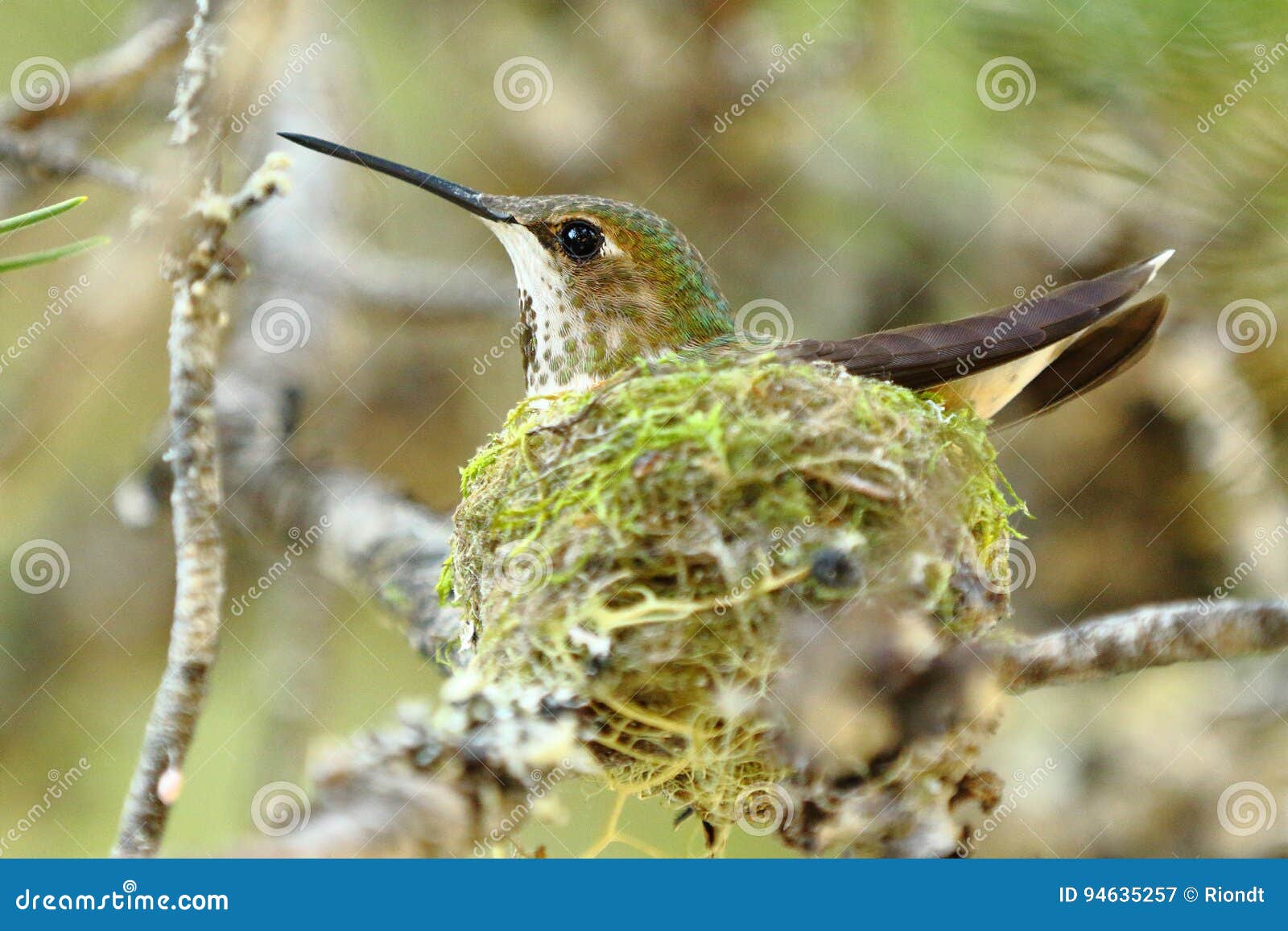 Calliope hummingbird stock image. Image of calliope, small - 94635257