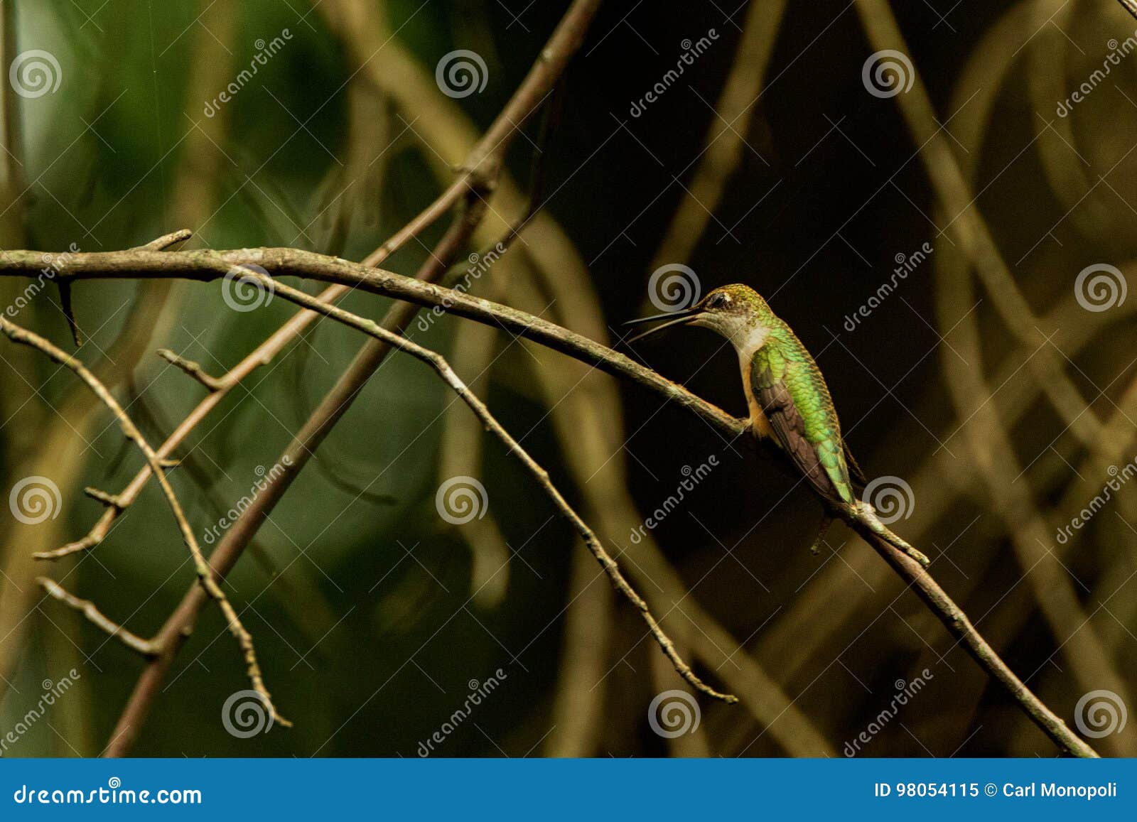 Calliope Hummingbird stock image. Image of calliope, design - 98054115