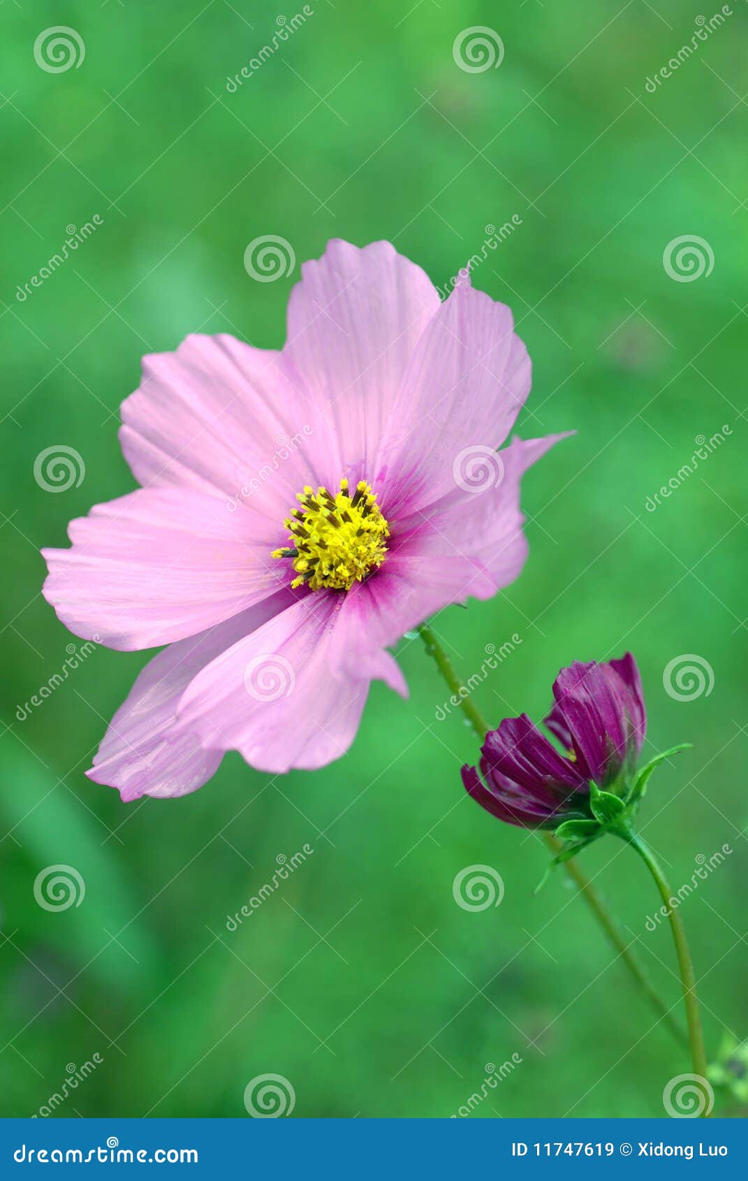 Calliopsis stock image. Image of pink, botany, skal, rhododendron ...