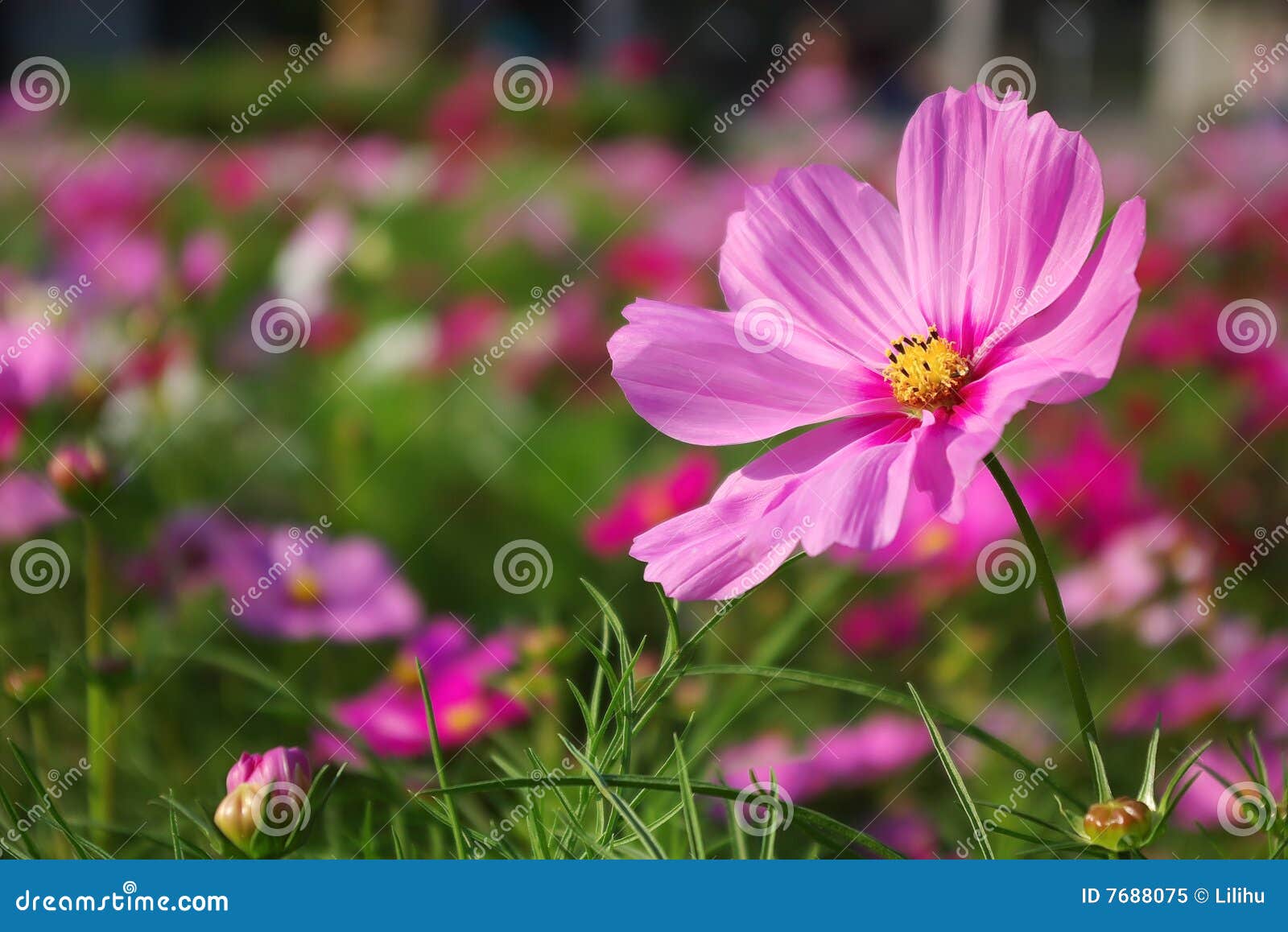 Calliopsis stock image. Image of flower, natural, sunlight - 7688075