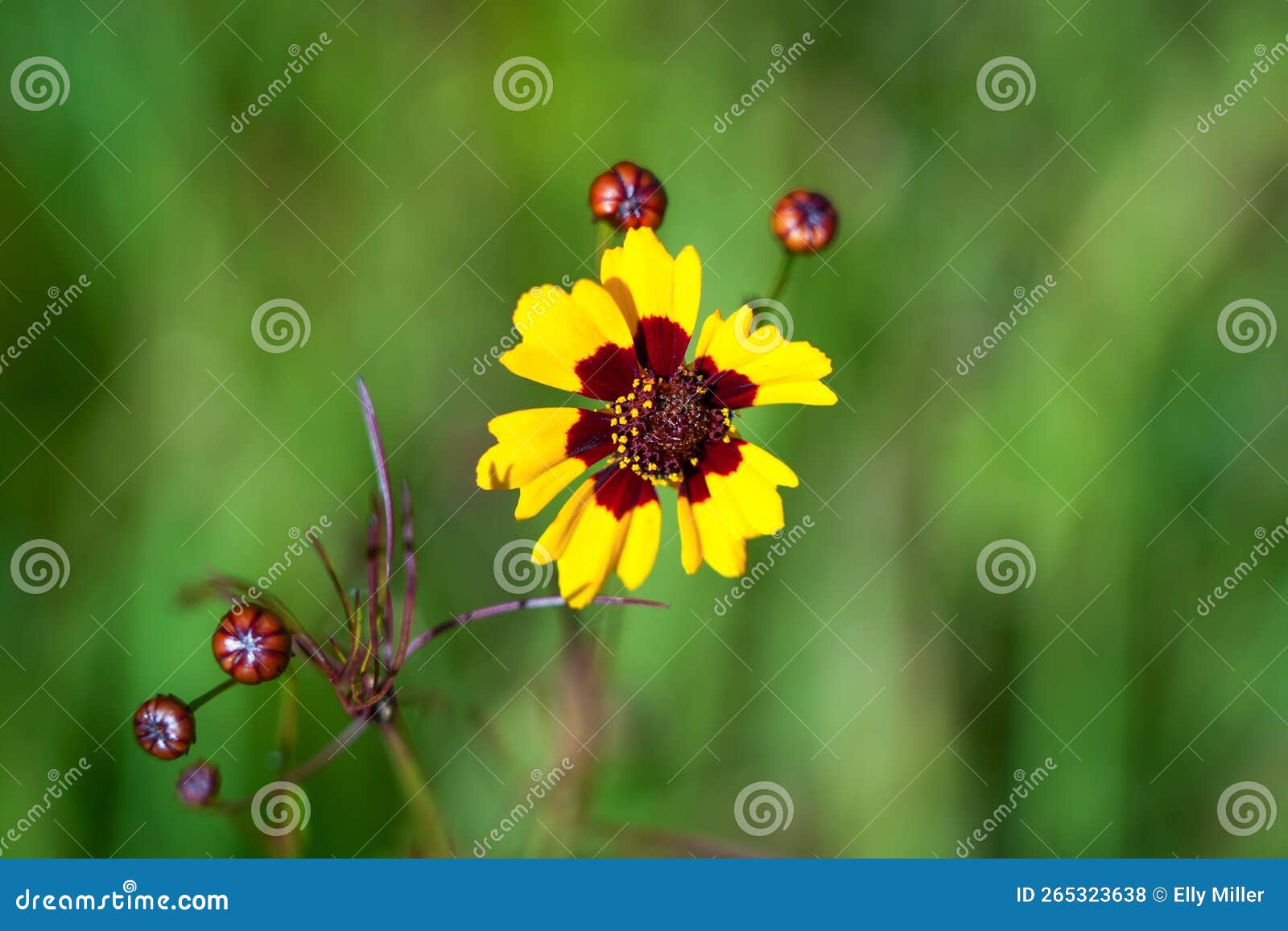 Calliopsis, Coreopsis. stock photo. Image of coreopsis - 265323638