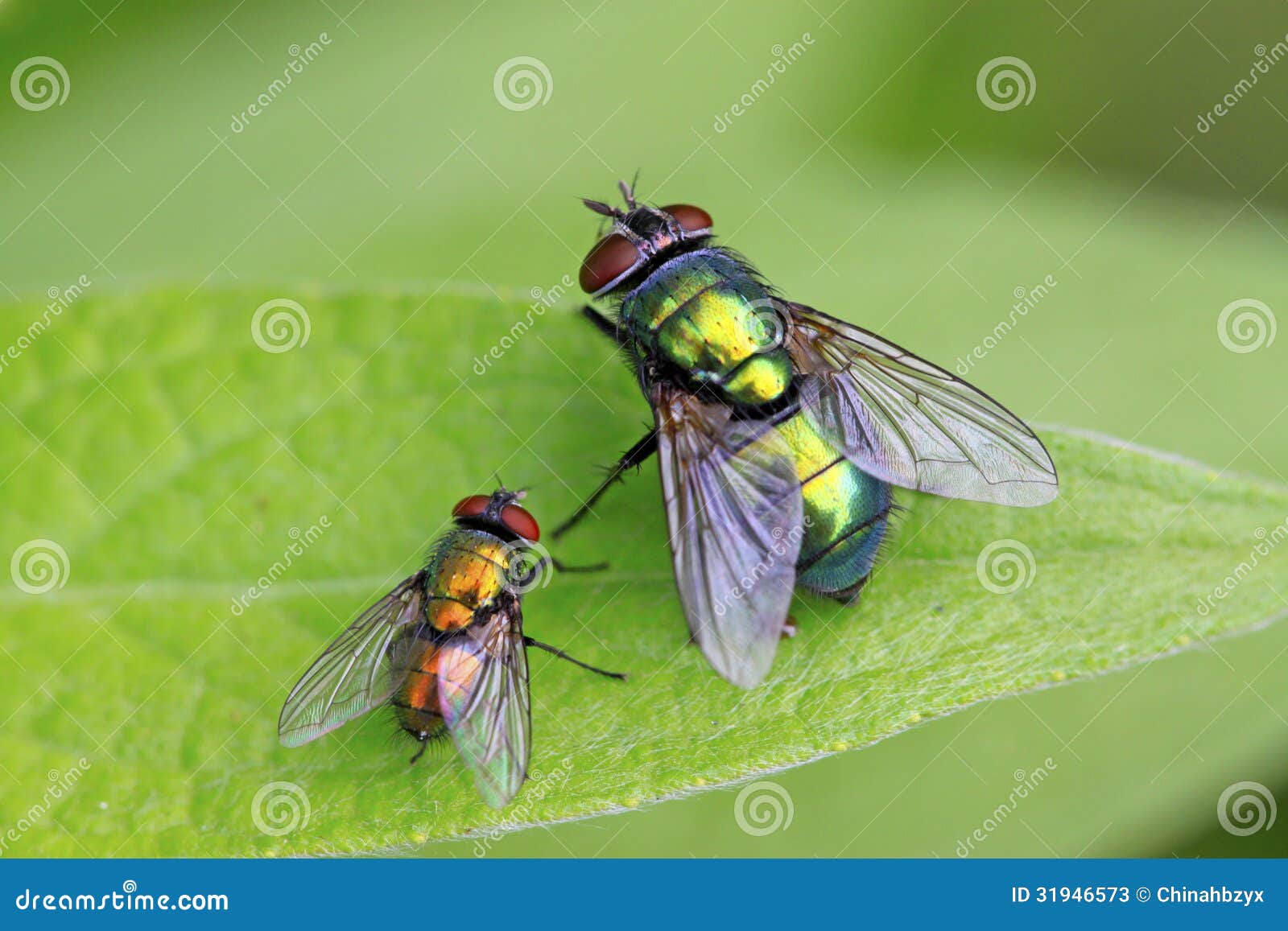 Calliphora Erythrocephala Photos - Free & Royalty-Free Stock Photos ...