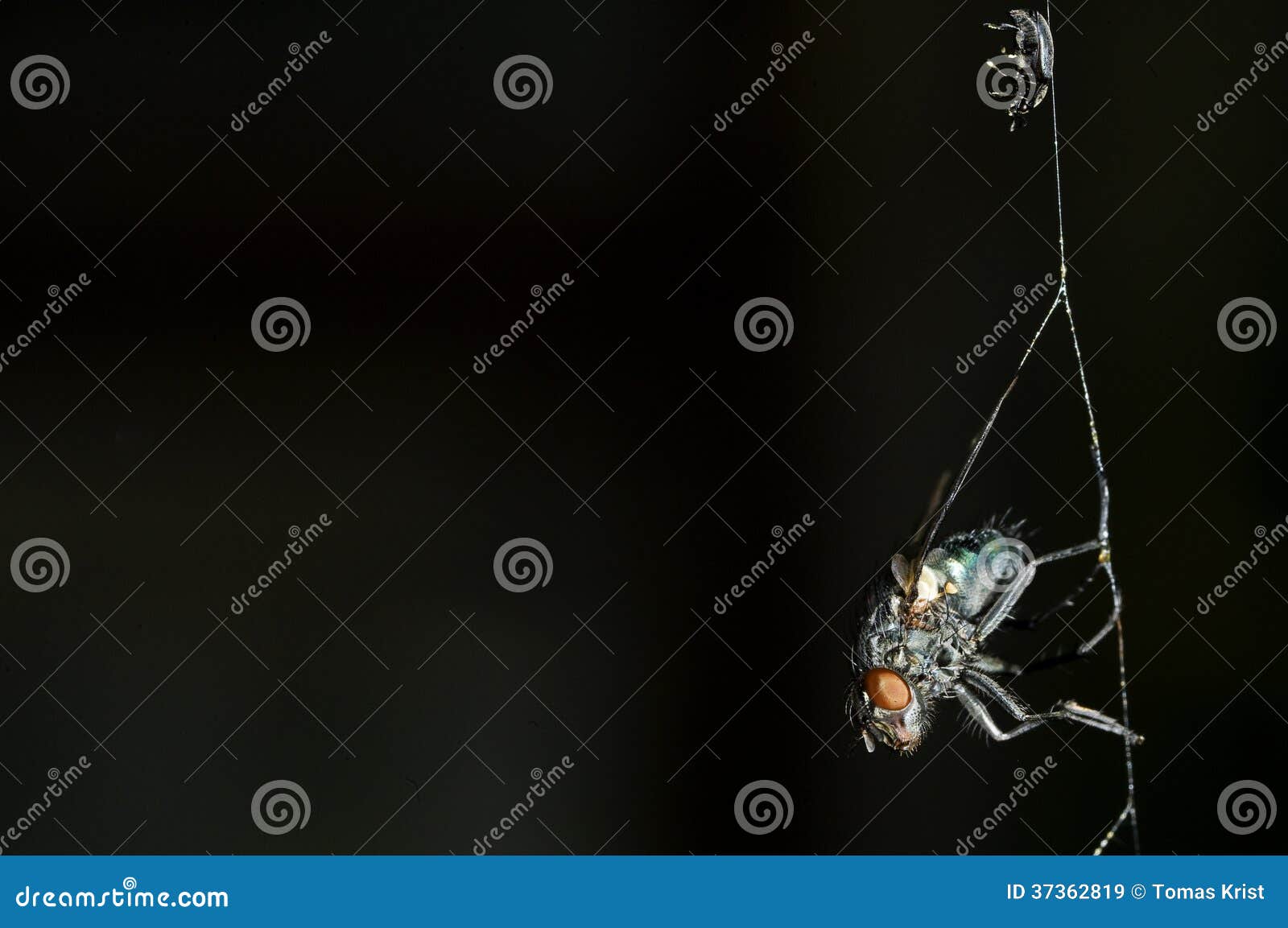 Aeneus Beetle Photos - Free & Royalty-Free Stock Photos from Dreamstime