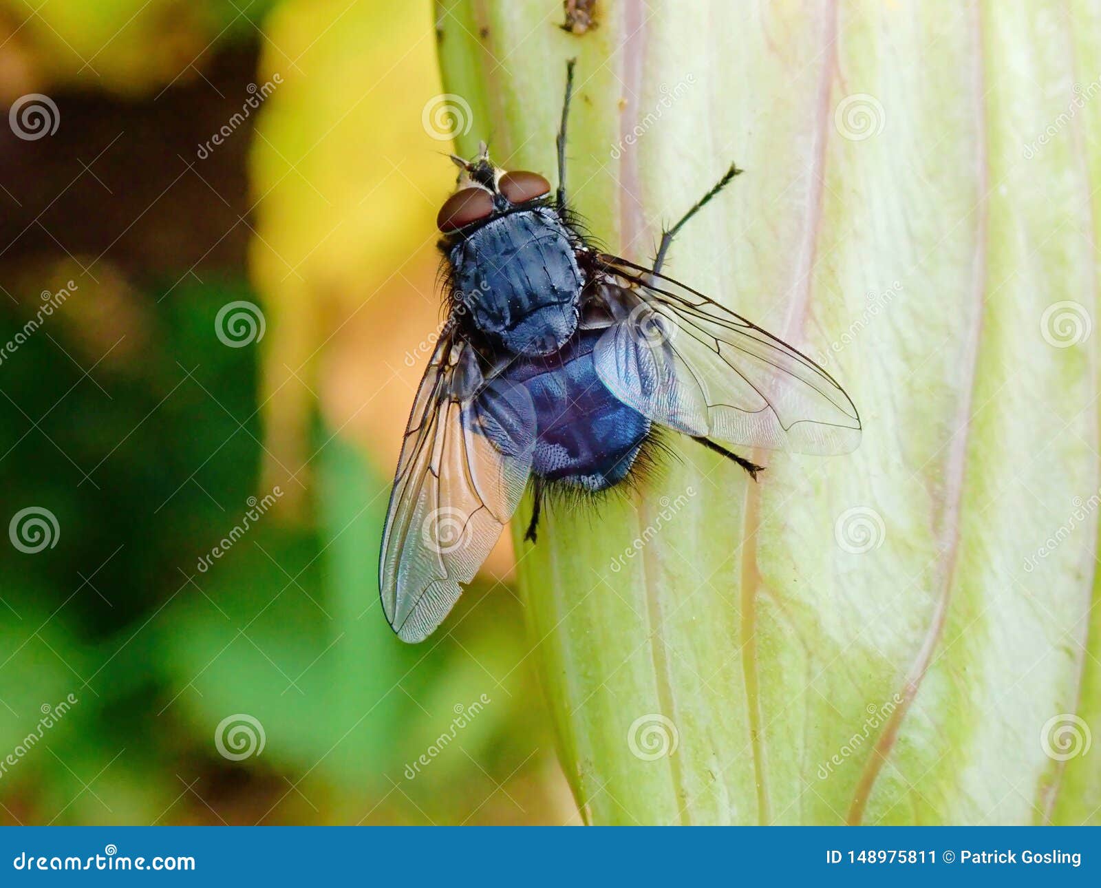 Calliphora Vomitoria or Blue Bottle Fly. Stock Image - Image of plant ...