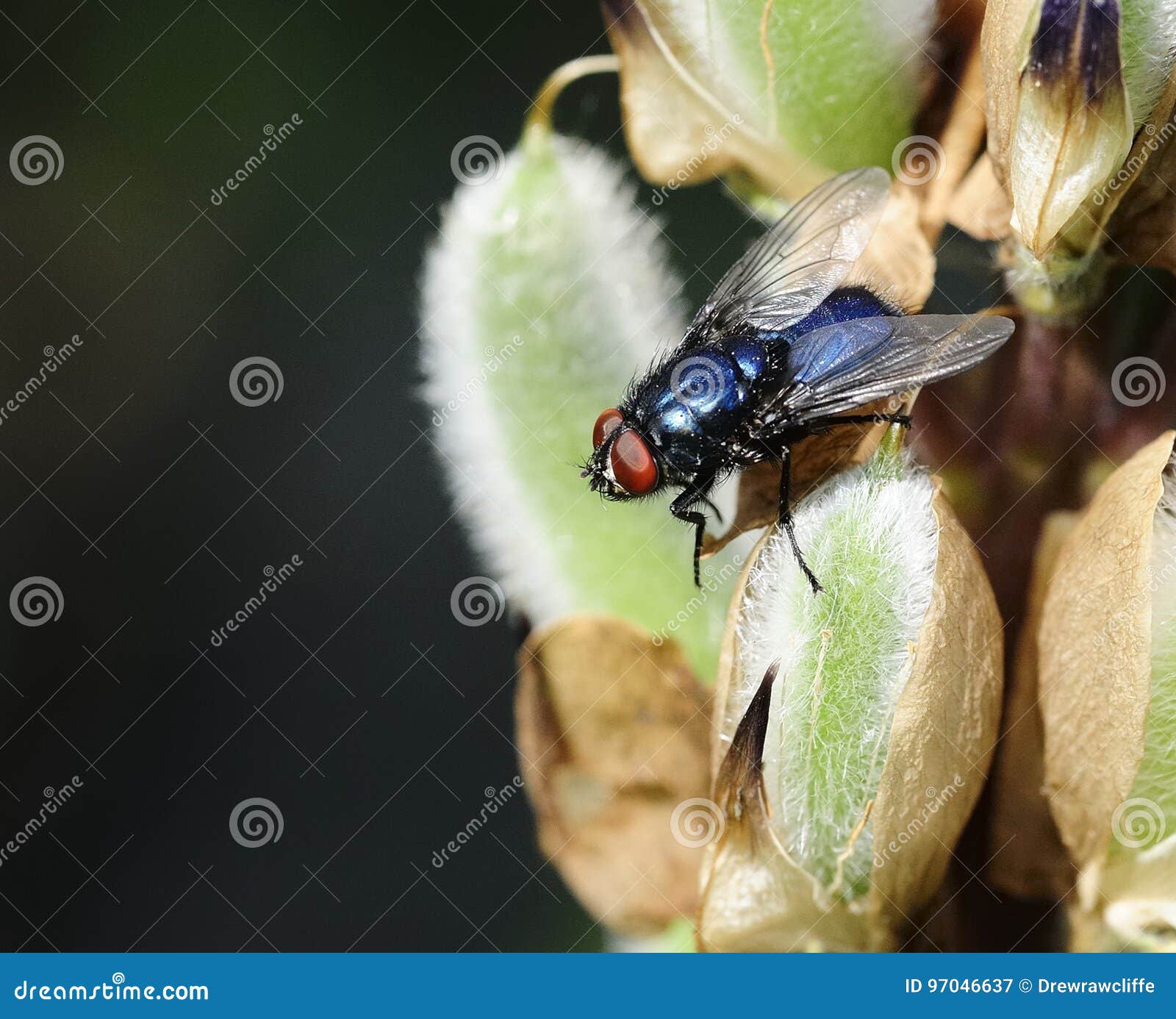 Calliphora Vomitoria - Bluebottle Fly Stock Image - Image of flowers ...