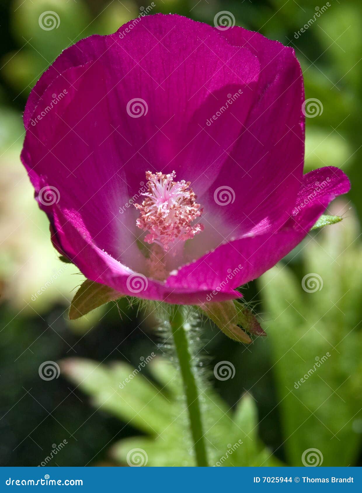 Callirhoe involucrata stock photo. Image of lone, nature - 7025944