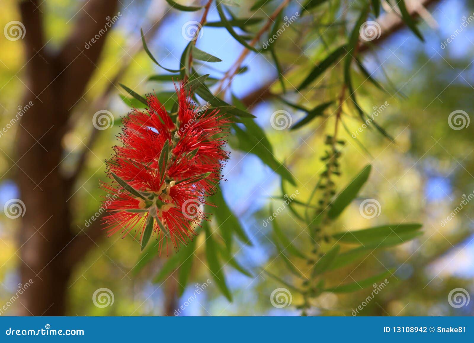 Callistemon stock photo. Image of color, scarlet, background - 13108942