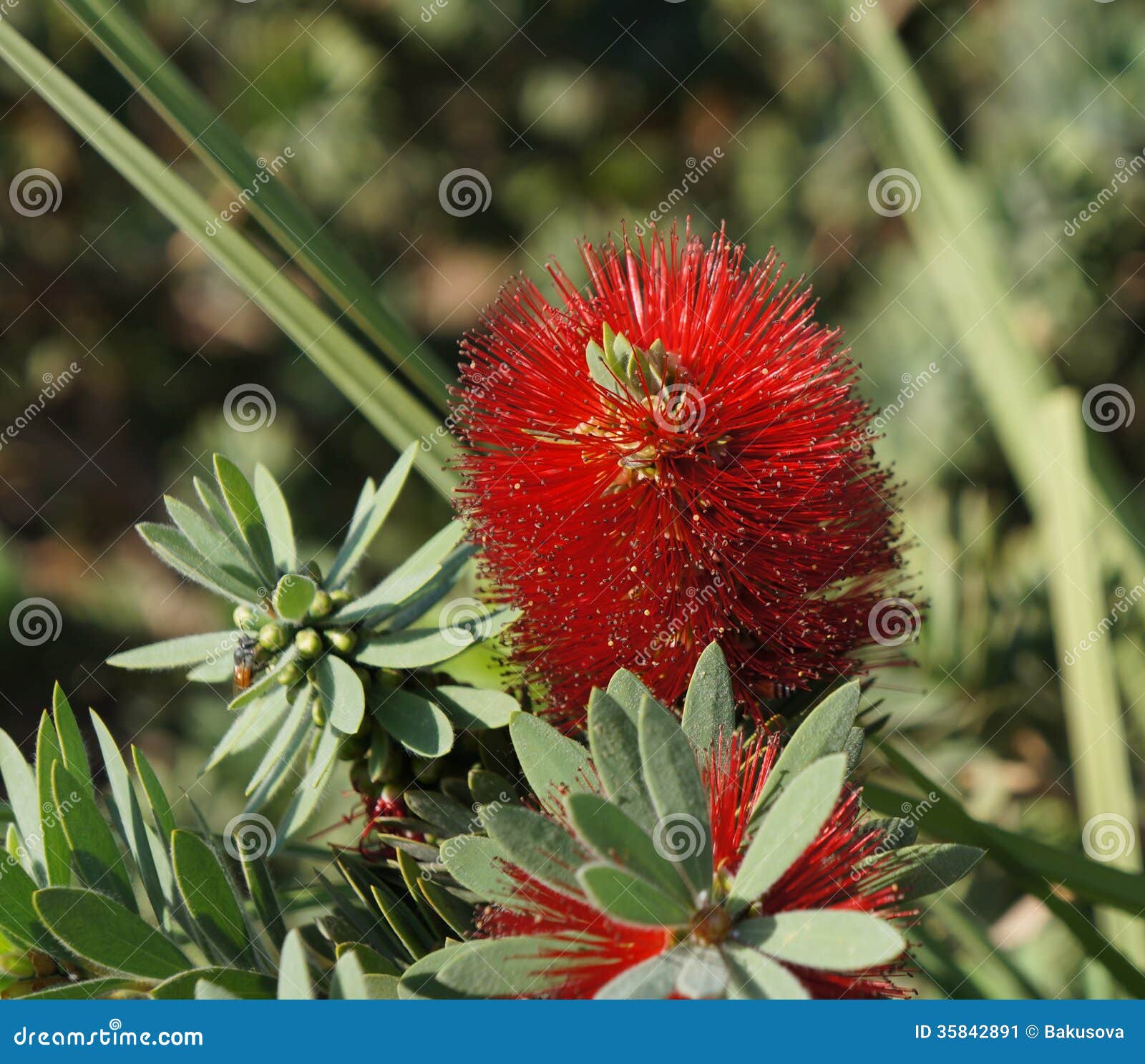 Callistemon blossom stock image. Image of nature, flower - 35842891