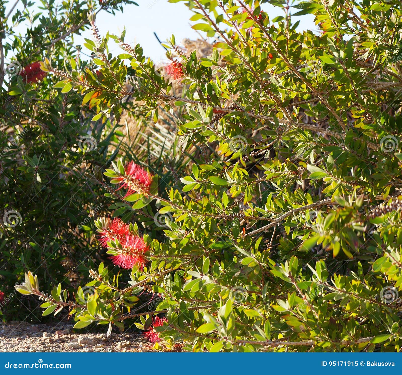 Callistemon blossom stock image. Image of australia, botany - 95171915