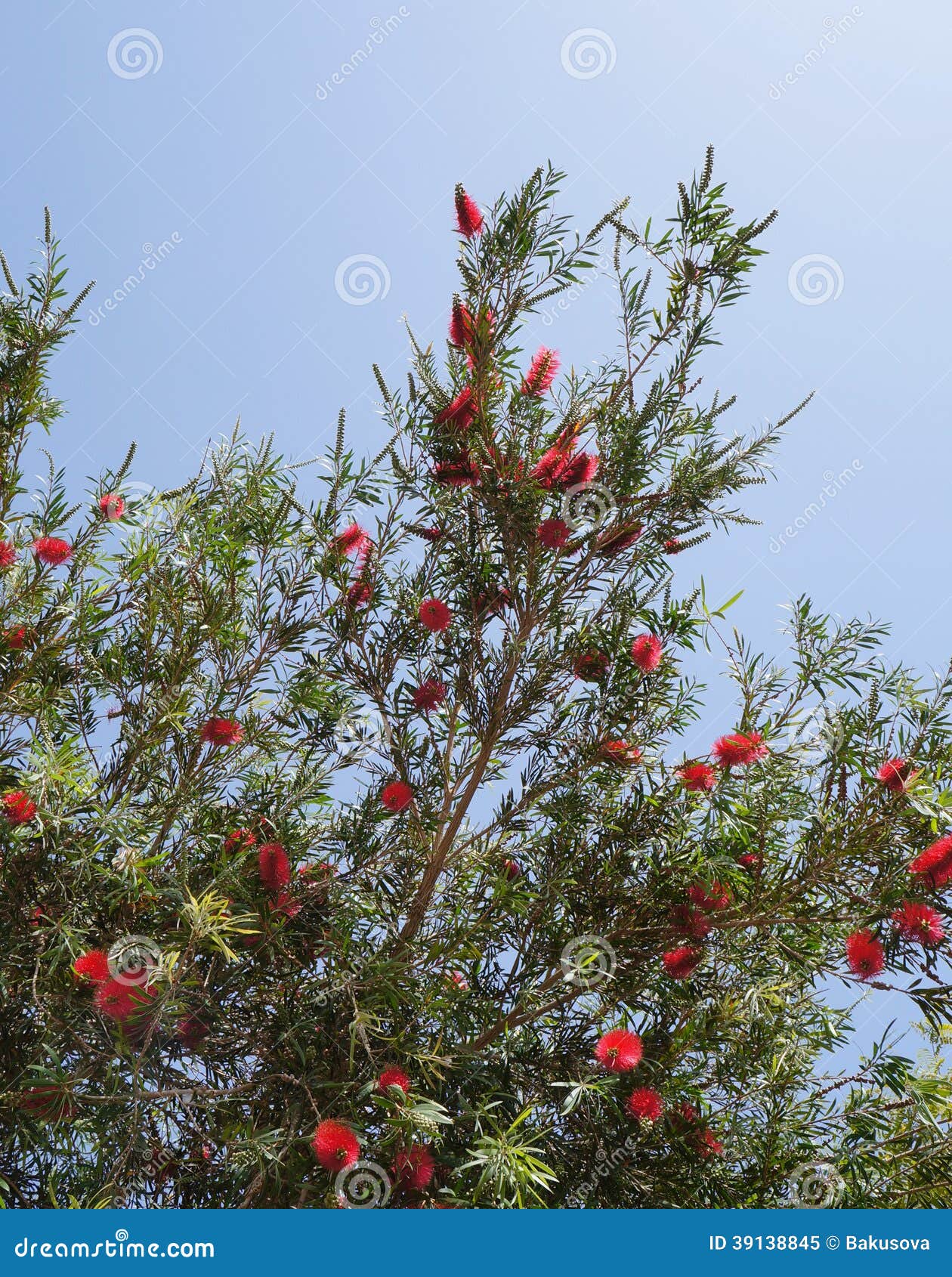 Callistemon blossom stock image. Image of bottlebrush - 39138845