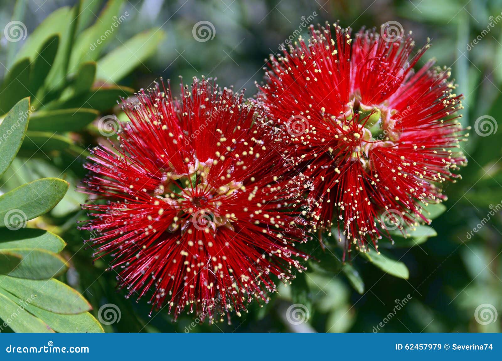 Callistemon (Bottlebrush Tree) Flowers. Stock Image - Image of floral ...