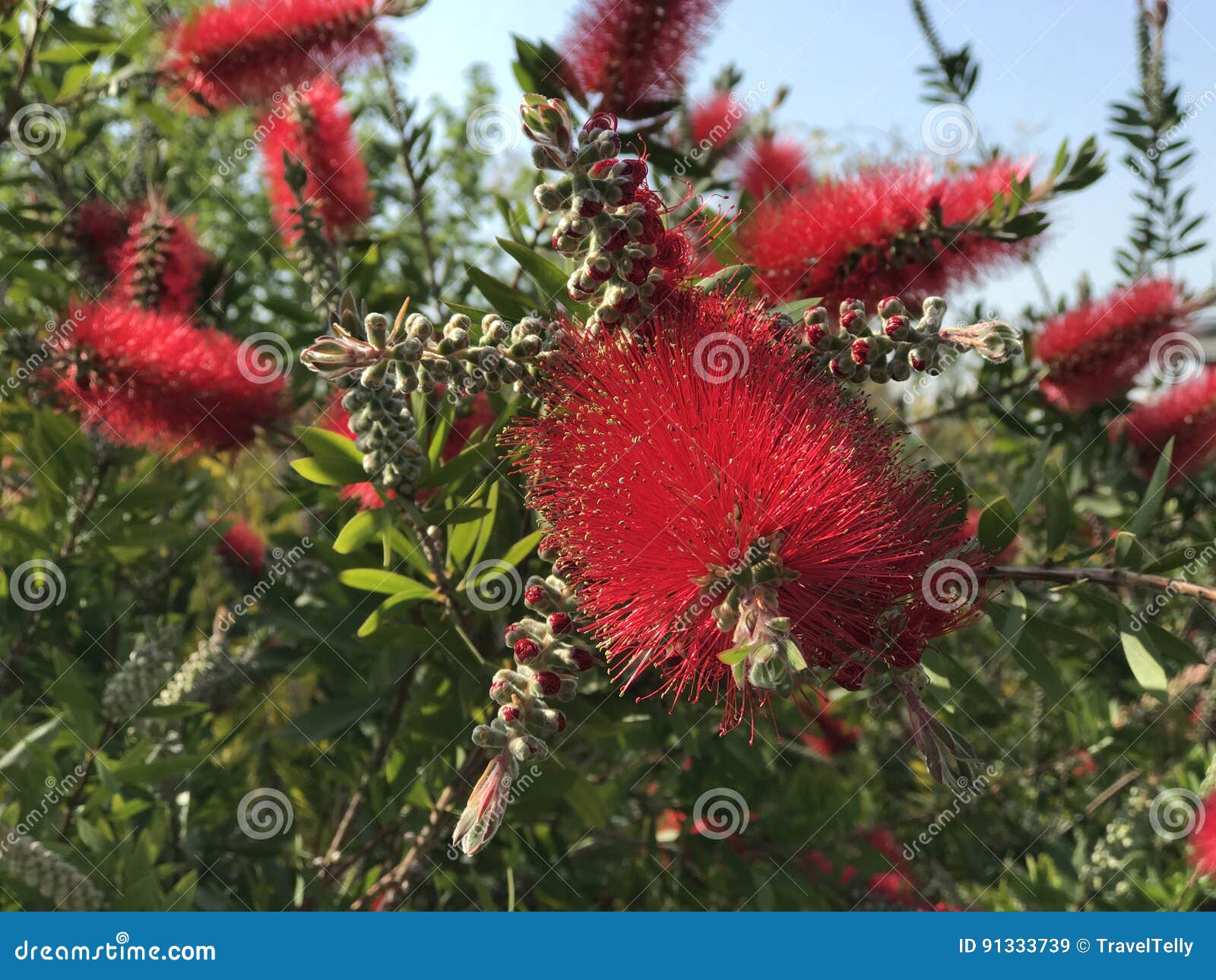 Callistemon Bottlebrush Tree Stock Image - Image of flower, turia: 91333739