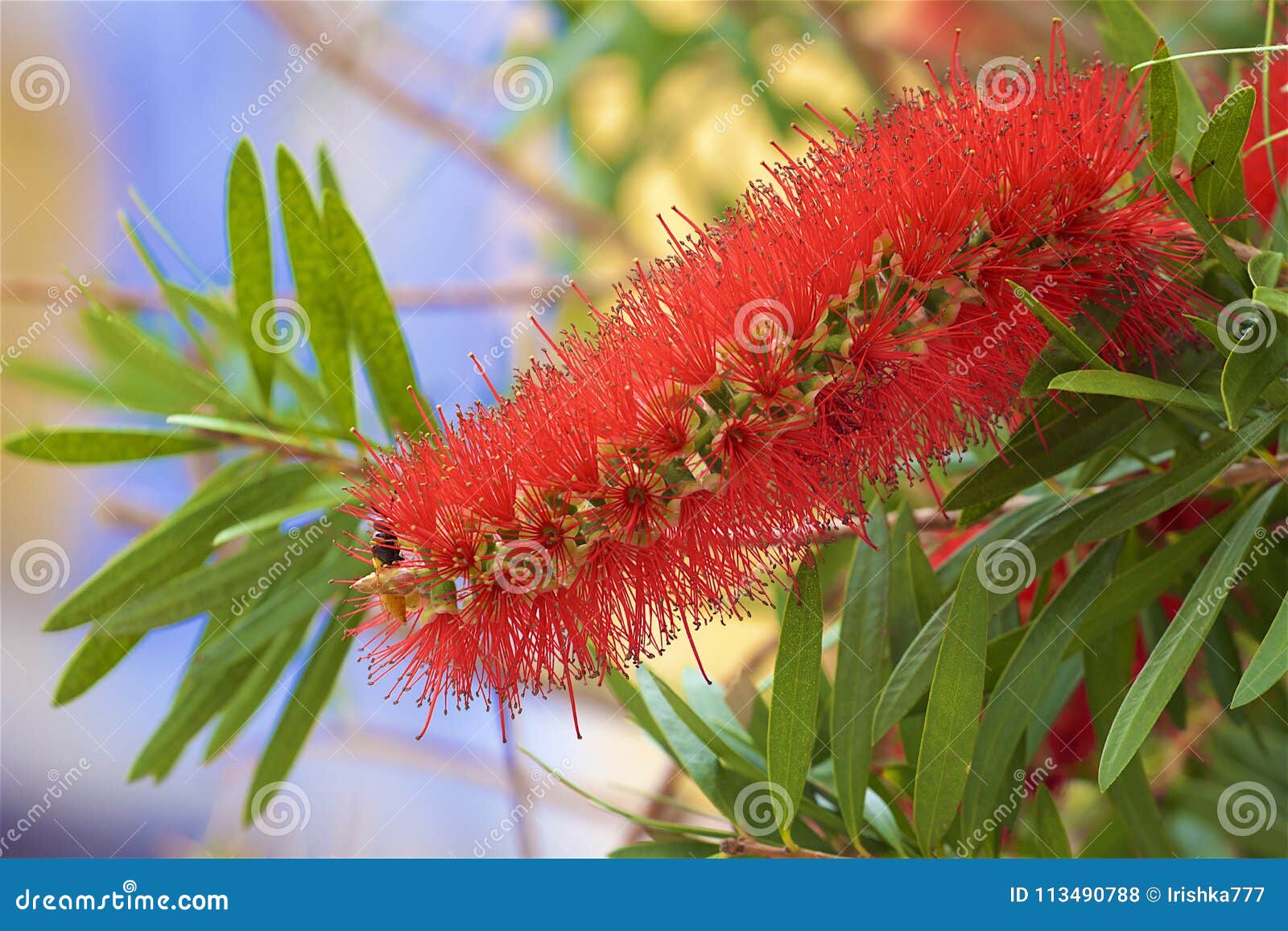 Callistemon stock photo. Image of weeping, plant, bottlebrush - 113490788