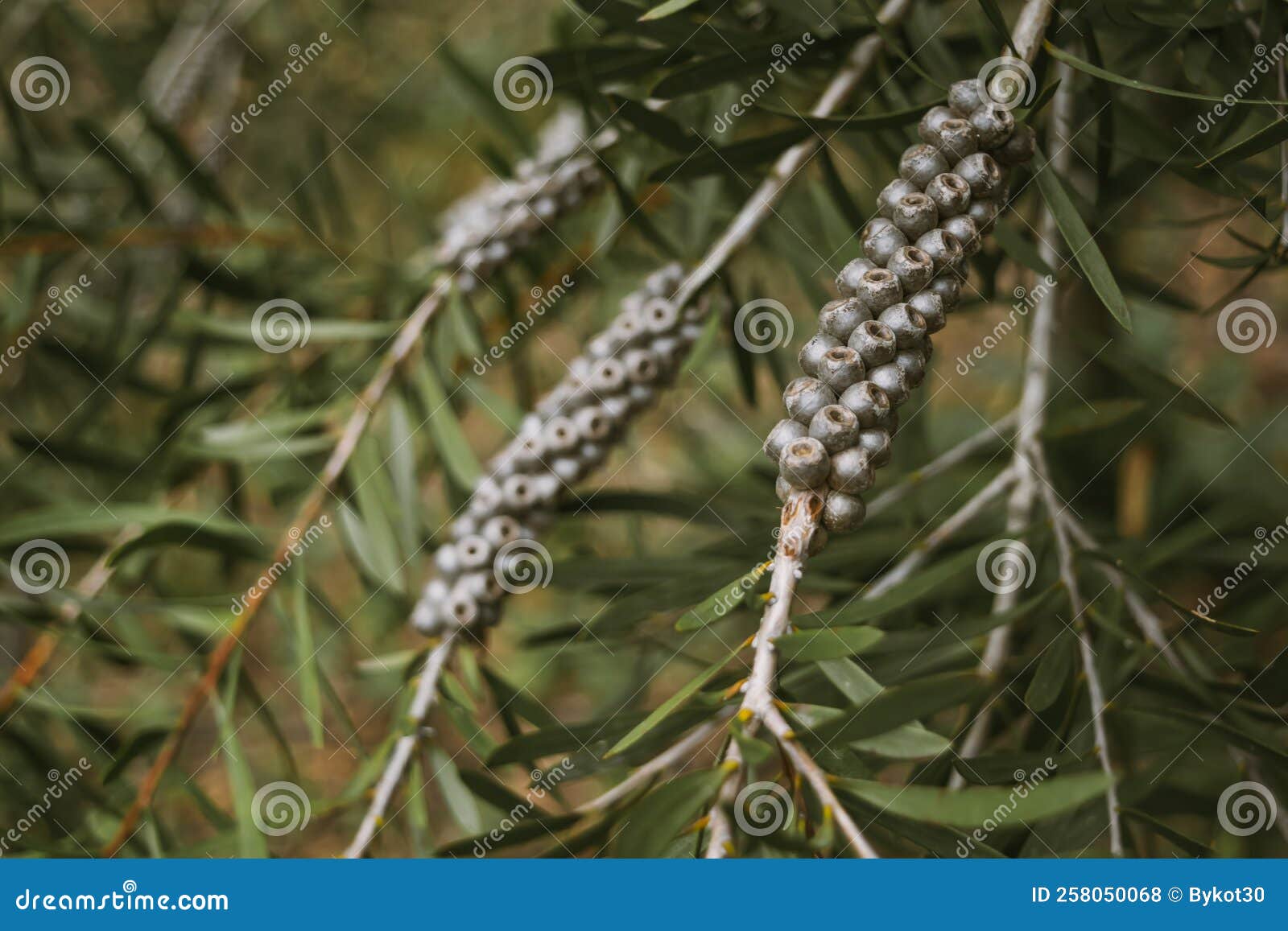 Callistemon Branches in the Forest, Close-up. Stock Photo - Image of ...