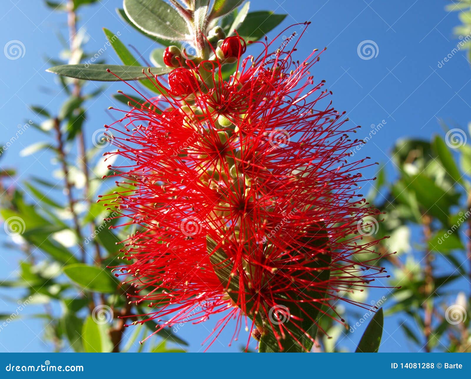 Callistemon Citrinus Curtis Skeels, Common Name Of Brush Tree Or Red ...