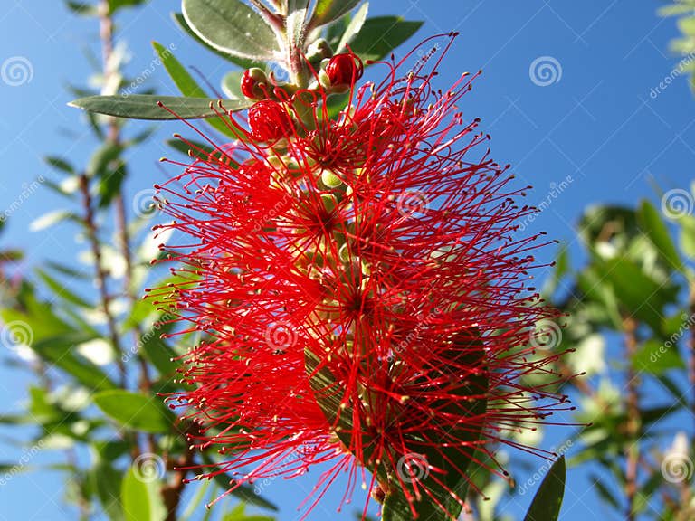 Callistemon Citrinus stock photo. Image of sardinia, flower - 14081288
