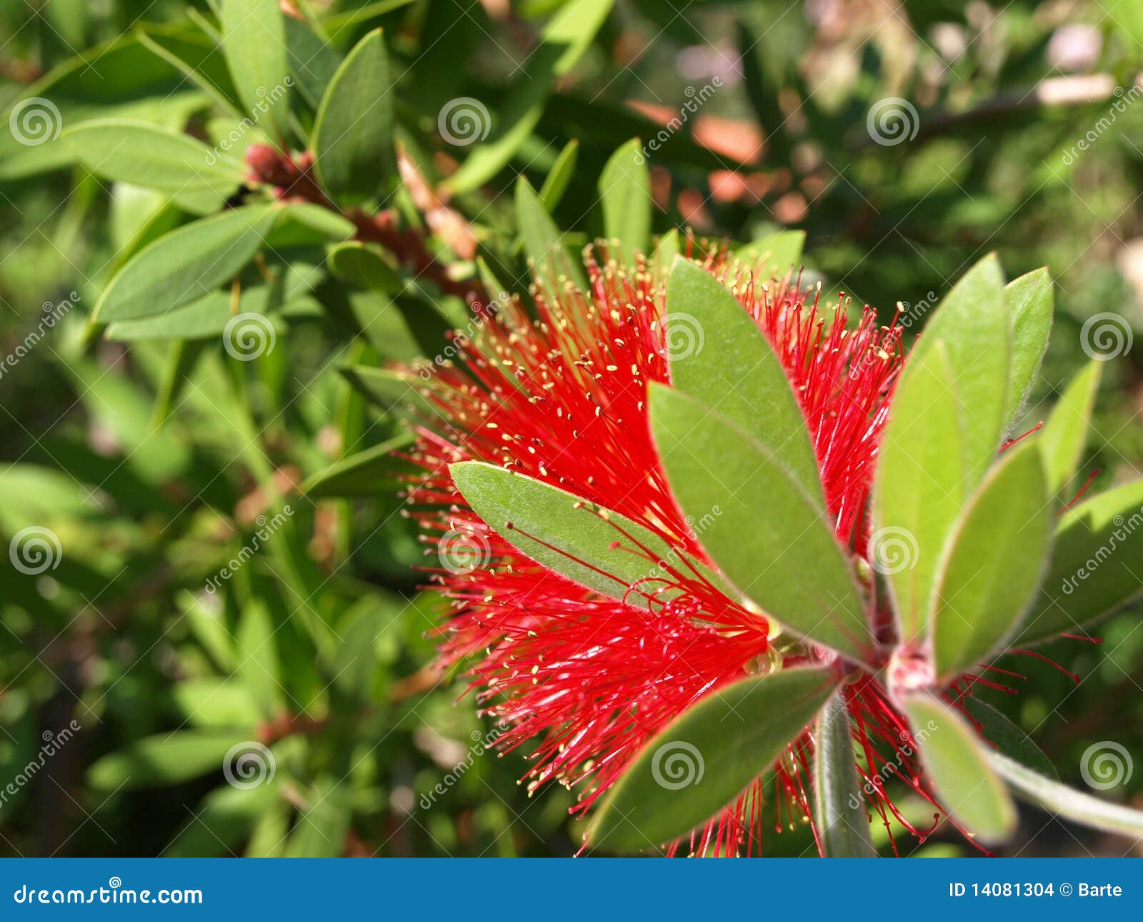 Callistemon Citrinus Leaf