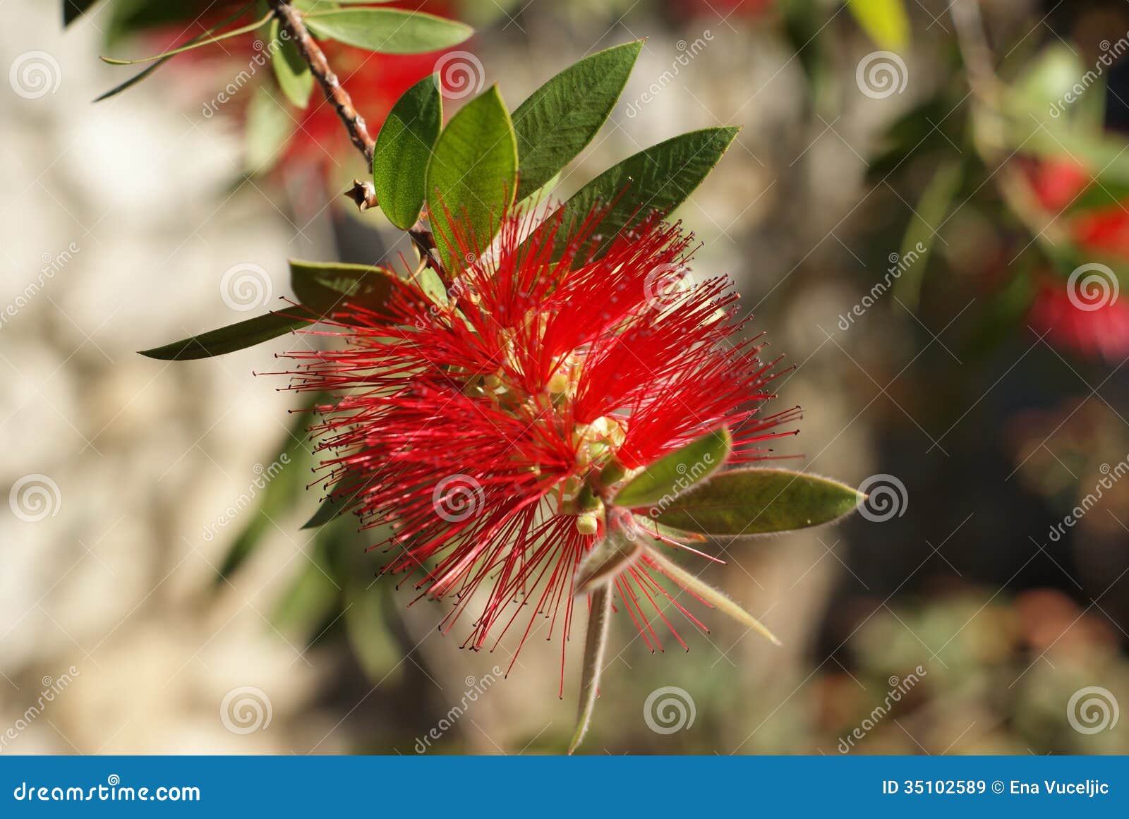 Callistemon citrinus stock image. Image of australian - 35102589