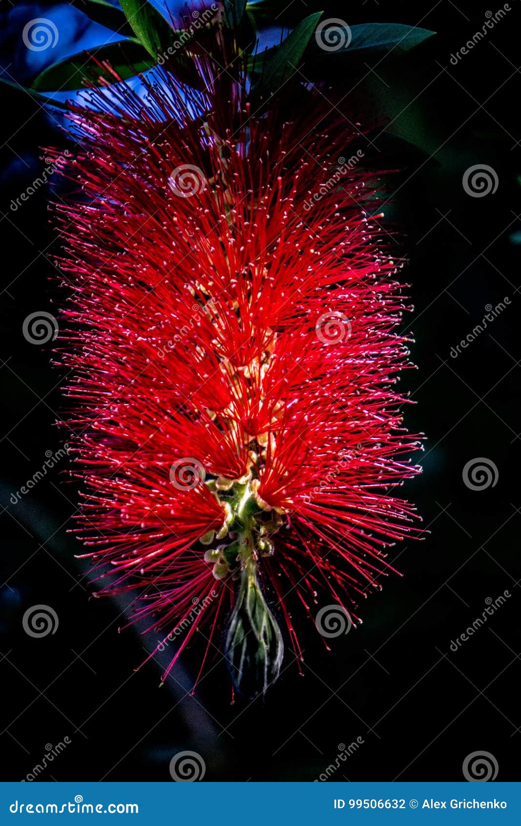 Callistemon Citrinus Red Puffy Fluffy Flower Plant Stock Photo - Image ...