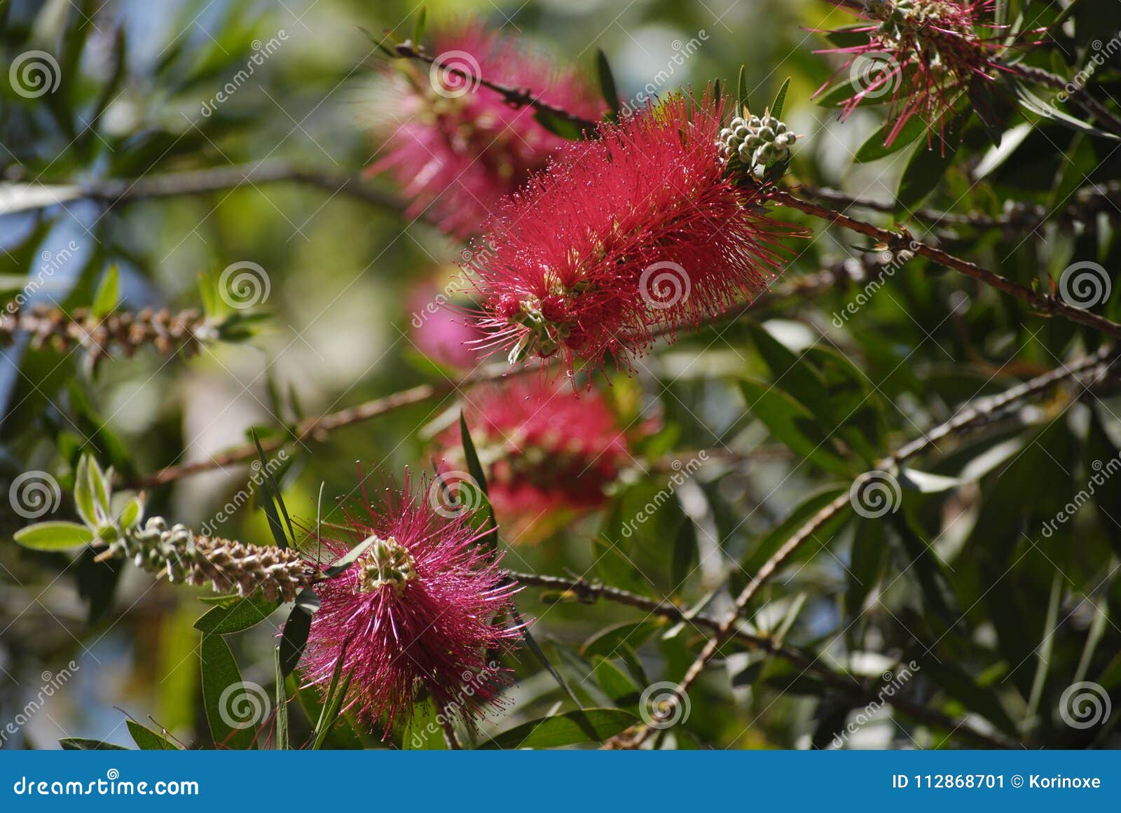 Callistemon citrinus tree stock image. Image of pink - 112868701