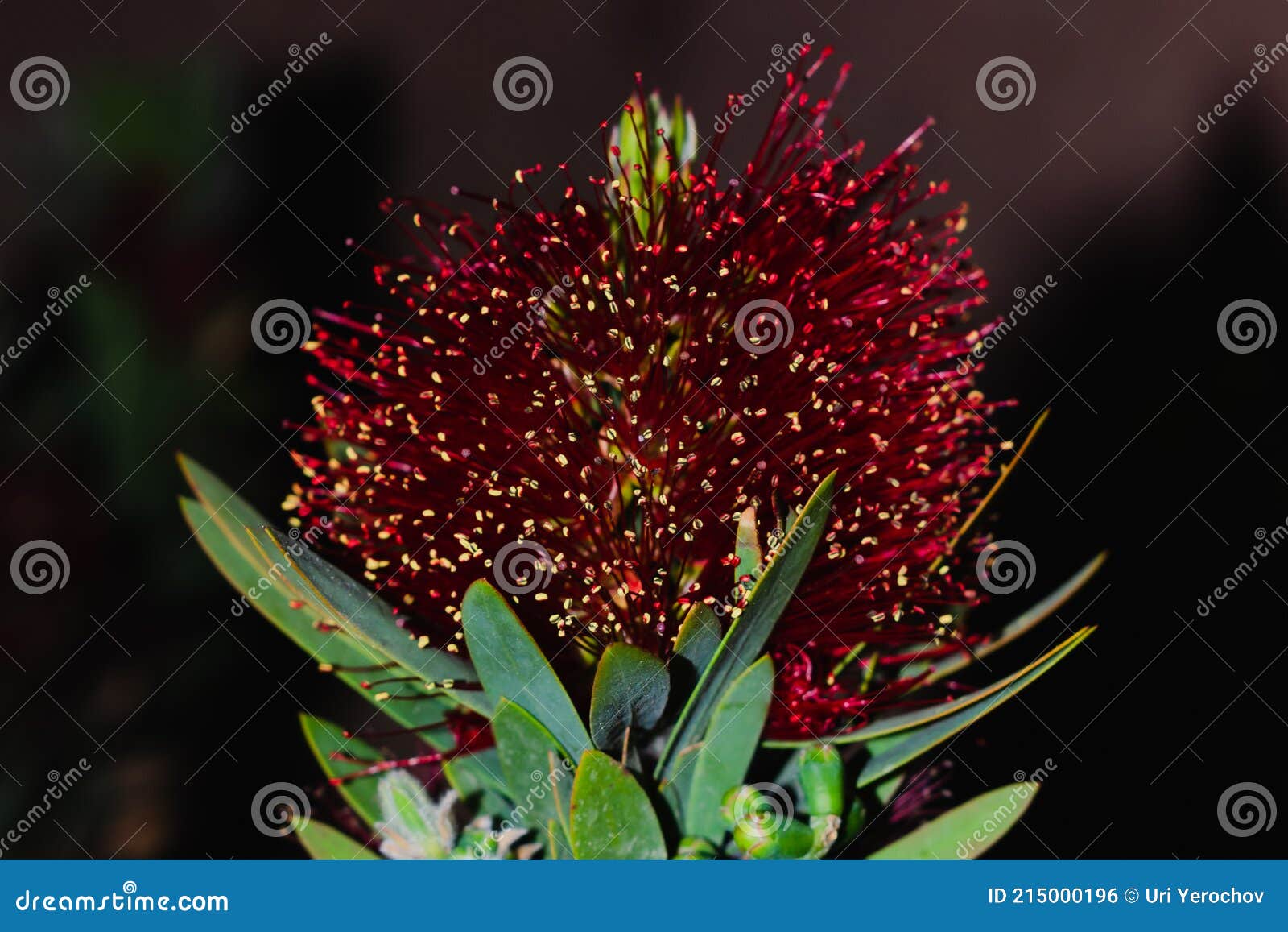 Callistemon is an Evergreen Tree or Shrub in the Myrtle Family Stock ...