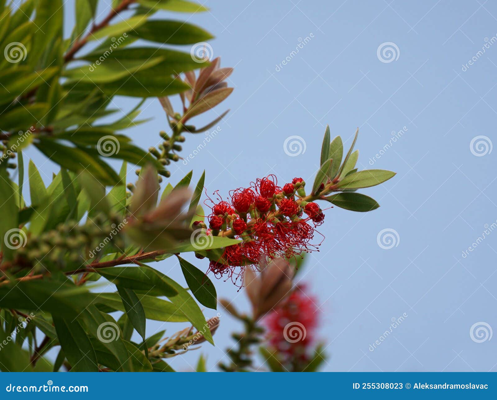Callistemon Flower Branch with Buds on the Top of the Flowering Branch ...