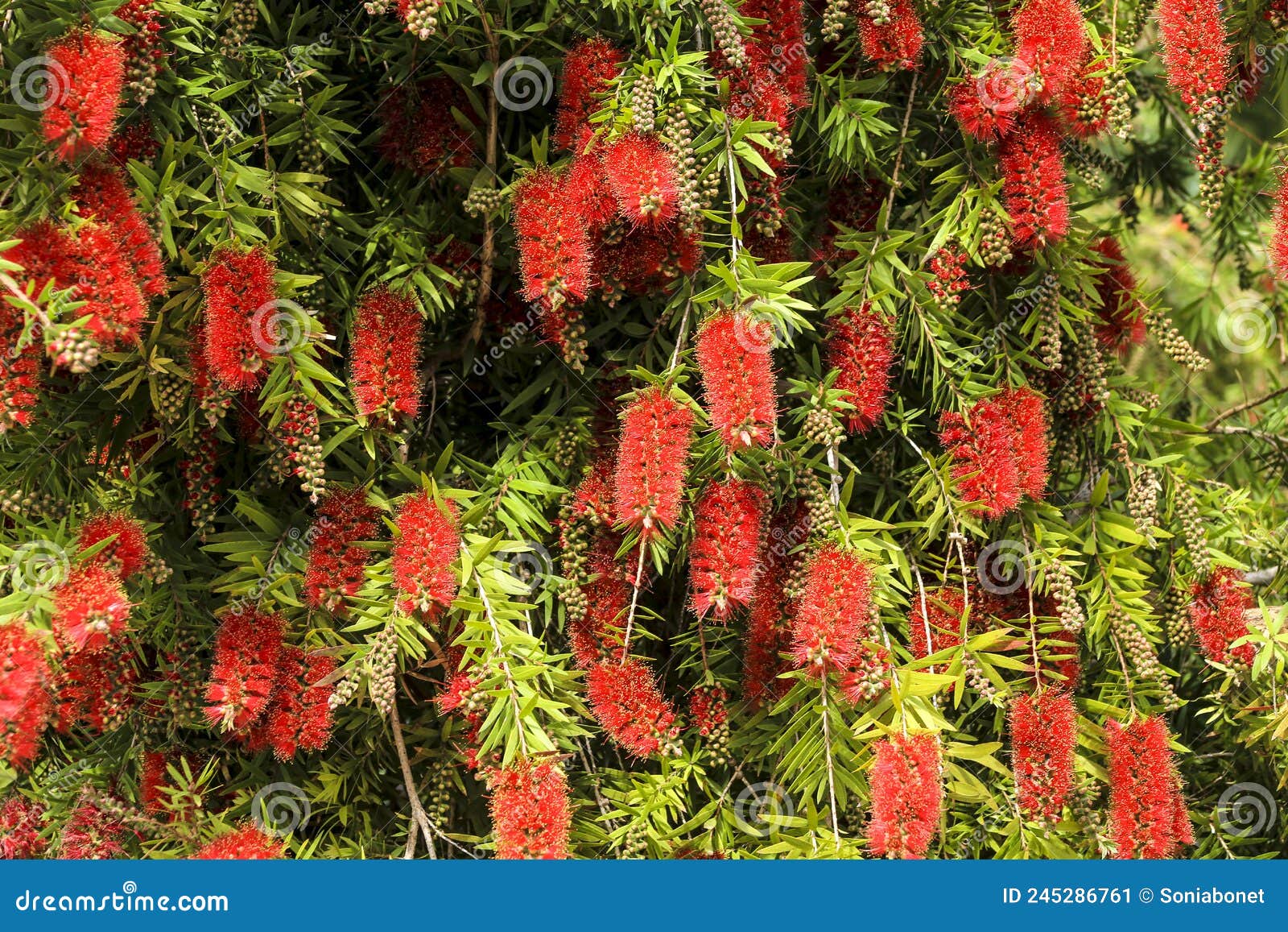 Callistemon Flower in the Garden Stock Image - Image of gardening ...