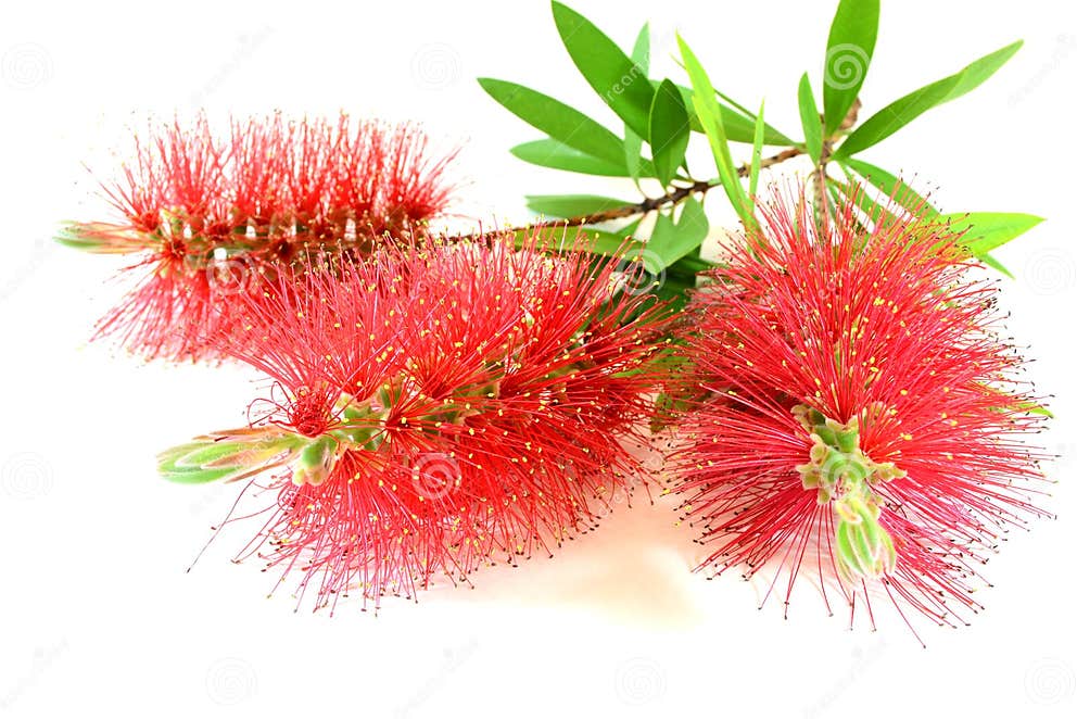 Callistemon flowers stock photo. Image of spring, leaves - 19417494