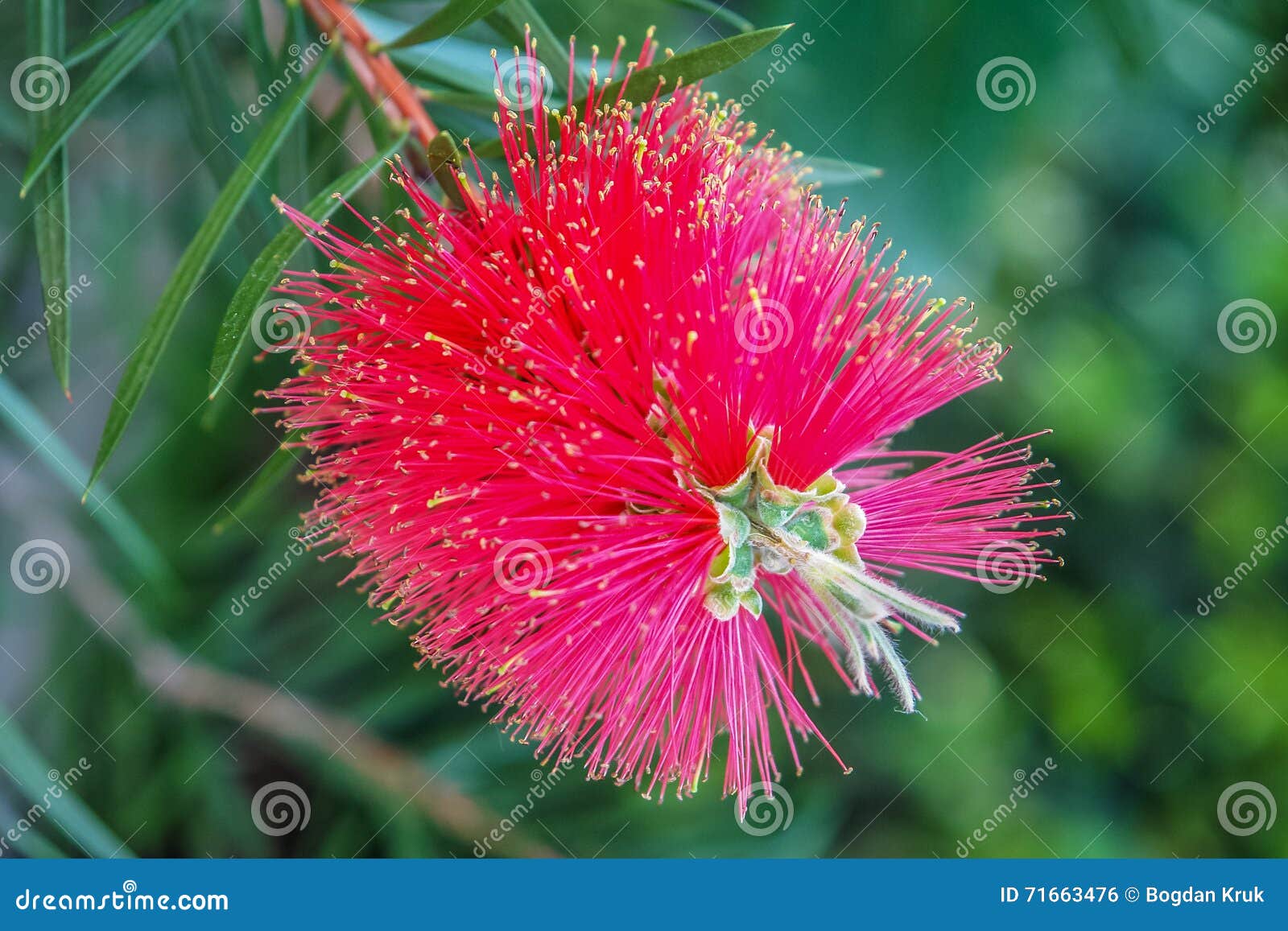 Callistemon pink flower stock photo. Image of garden - 71663476
