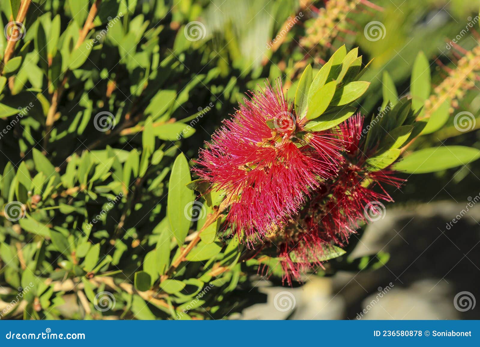 Callistemon Plant in Bloom in the Garden Stock Photo - Image of vibrant ...