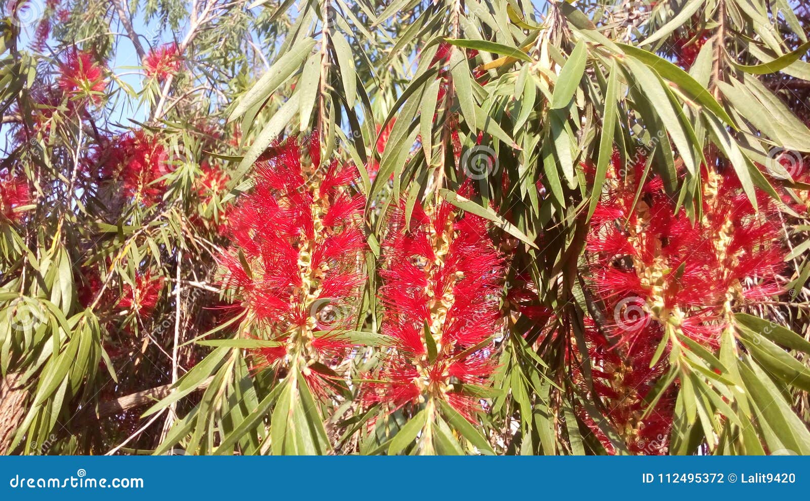 Callistemon Red Flower Tree Stock Photo - Image of white, flower: 112495372