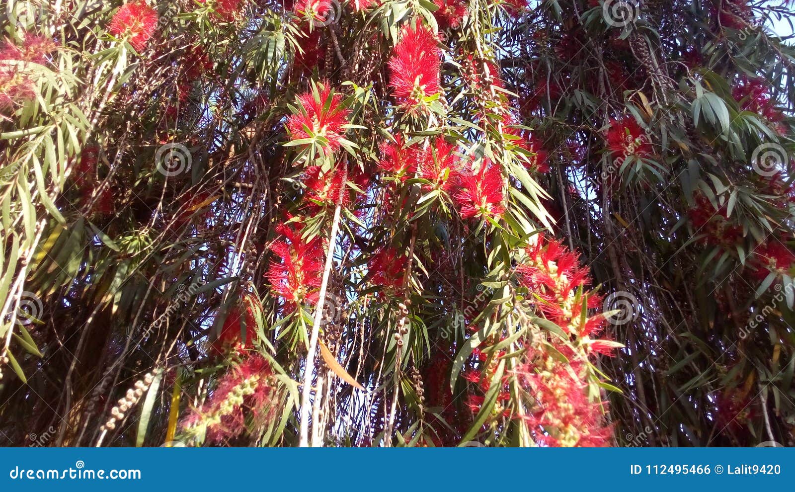 Callistemon Red Flower Tree Stock Photo - Image of bush, garden: 112495466