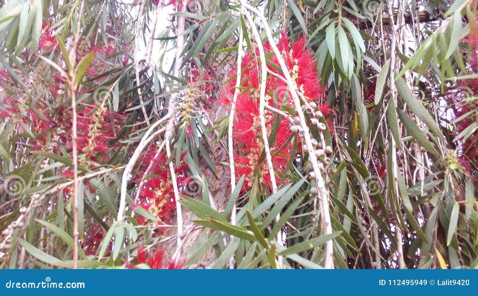 Callistemon Red Flower Tree Stock Image - Image of garden, tree: 112495949