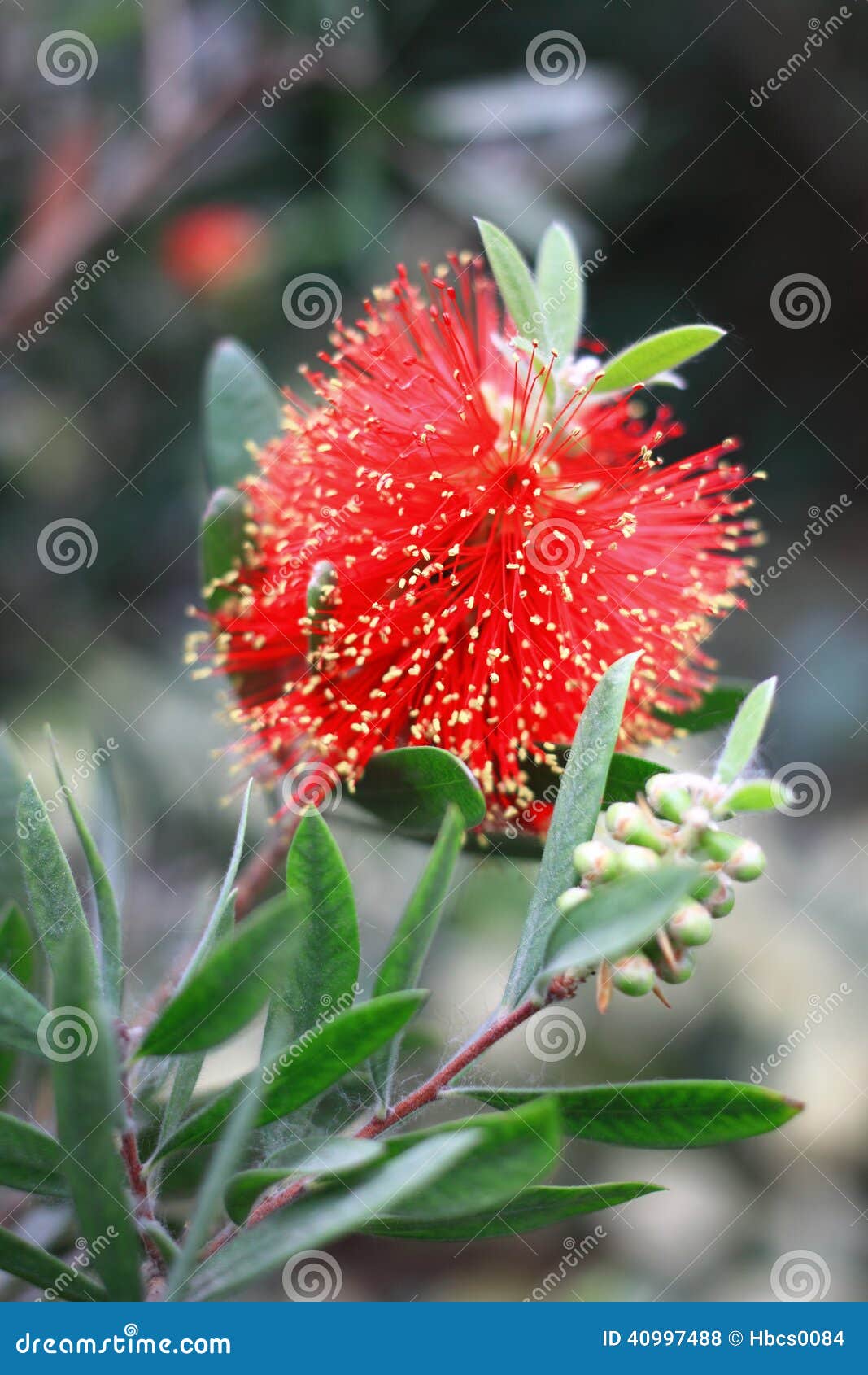Callistemon-rigidus R BR stockfoto. Bild von blume, nave - 40997488