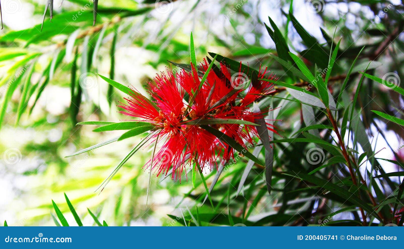 Callistemon Rigidus Or Melaleuca Linearis Branch With Fruits Royalty ...