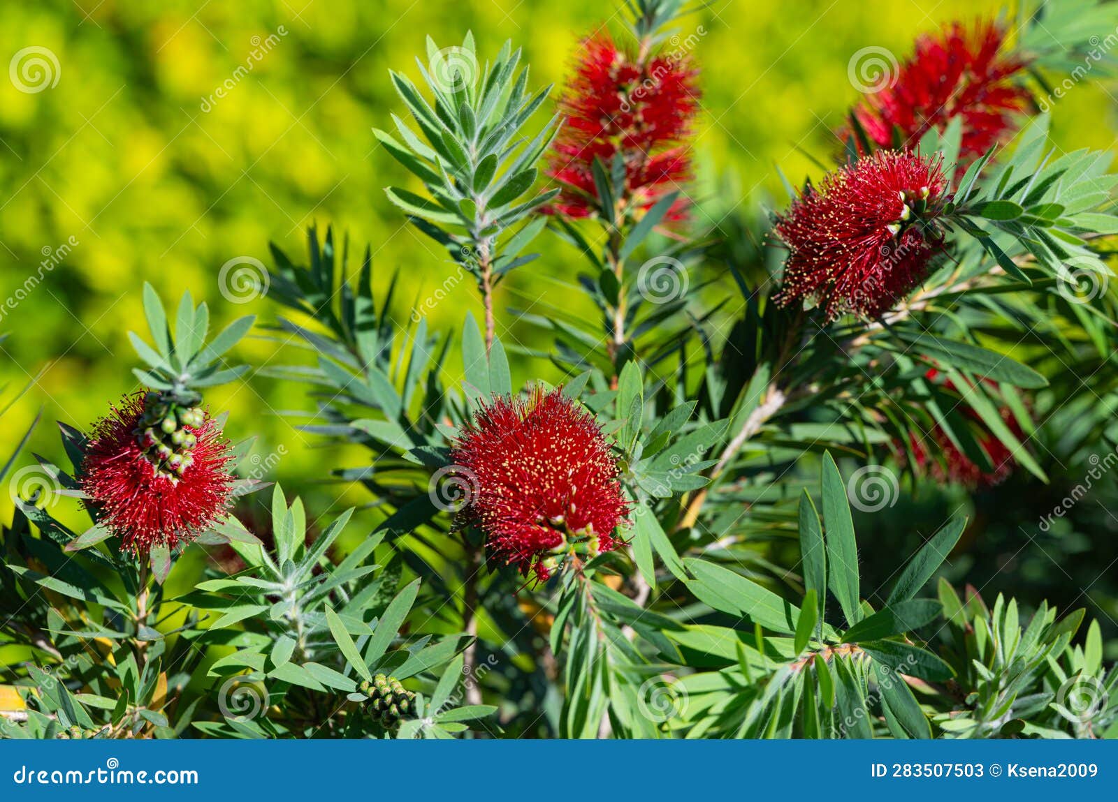 Callistemon Shrub, Close-up Stock Image - Image of tree, flora: 283507503