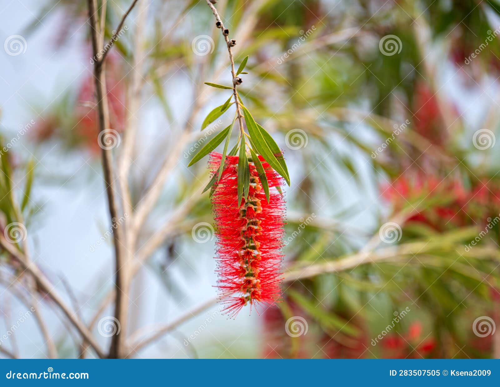 Callistemon Shrub, Close-up Stock Image - Image of flora, callistemon ...
