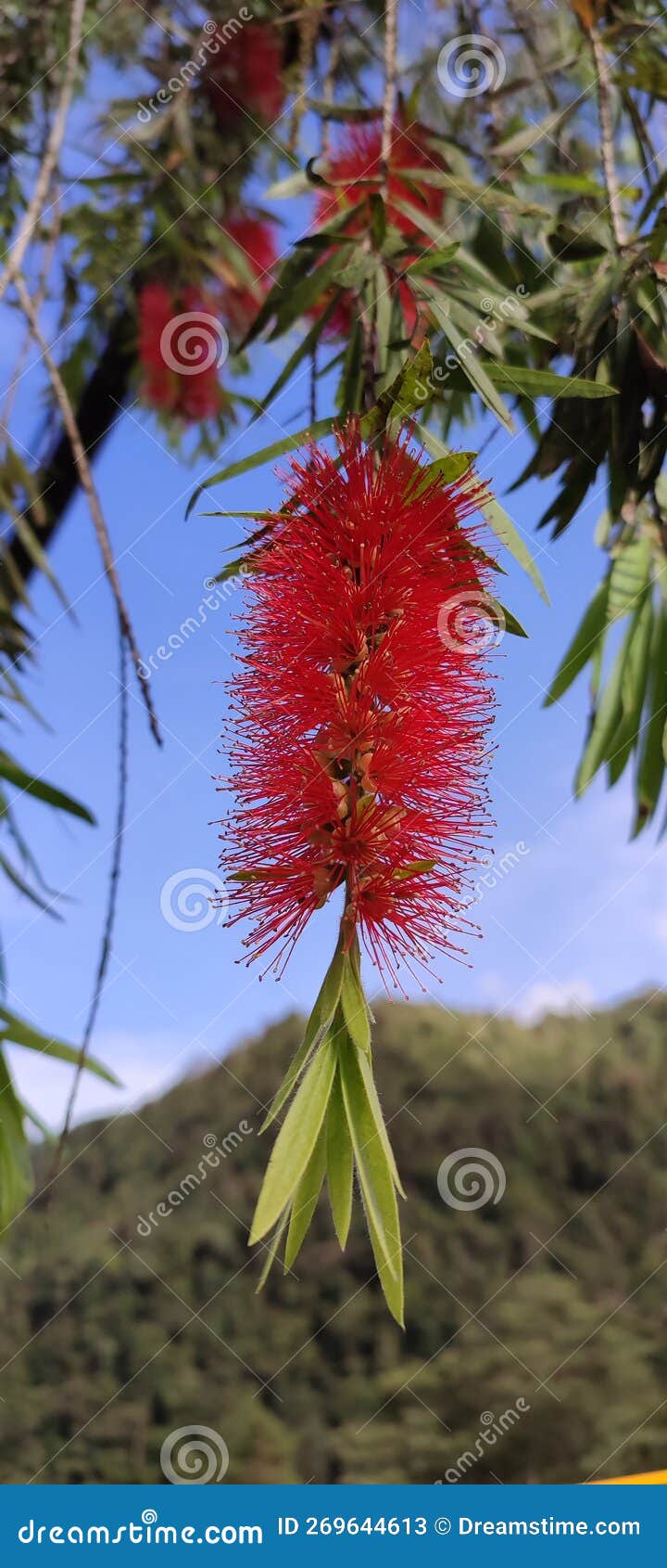 Callistemon Speciosus or Bottlebrushes or Ekor Oyen Stock Image - Image of bottlebrushes ...