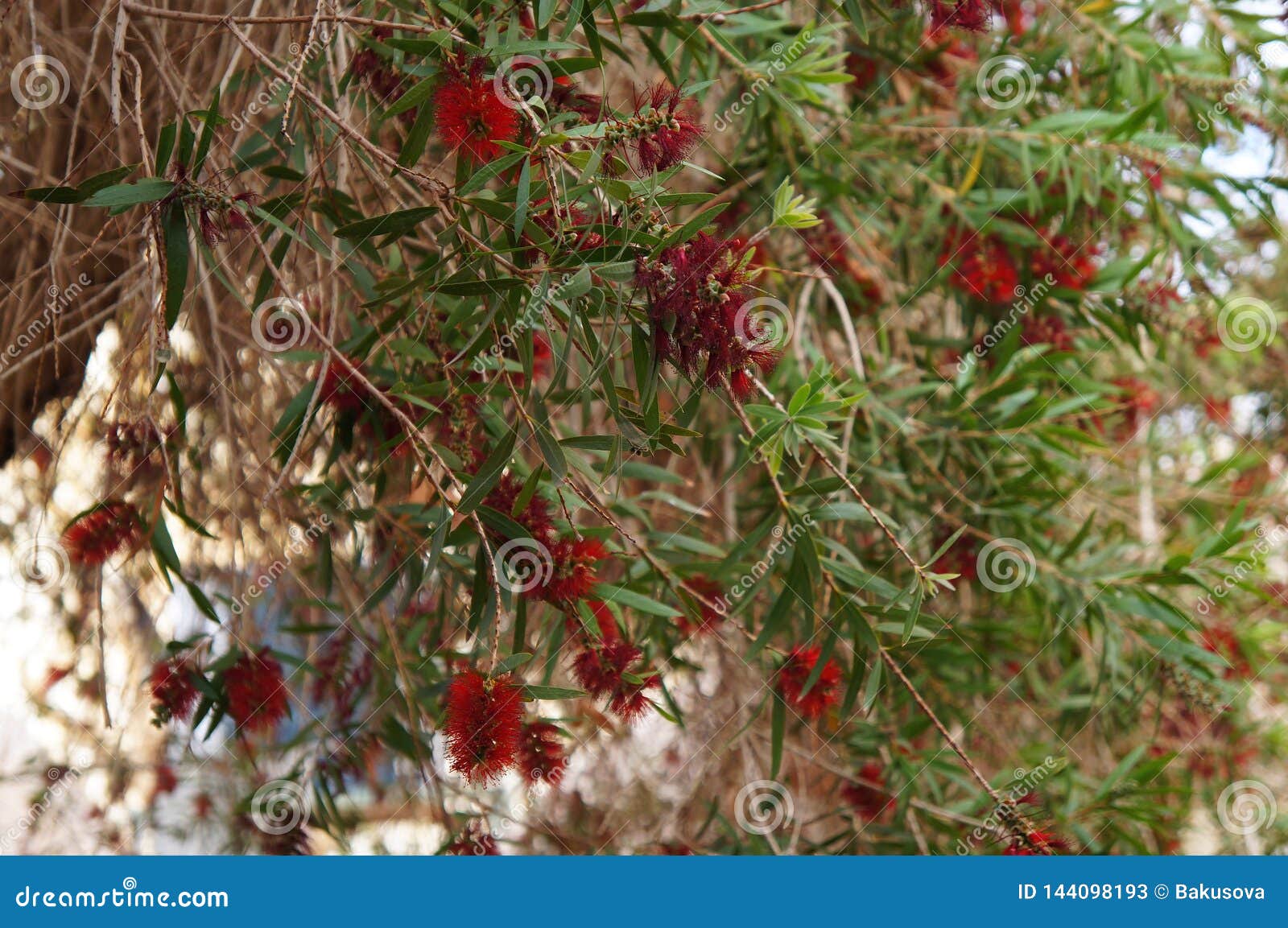 Callistemon tree blossom stock image. Image of bright - 144098193