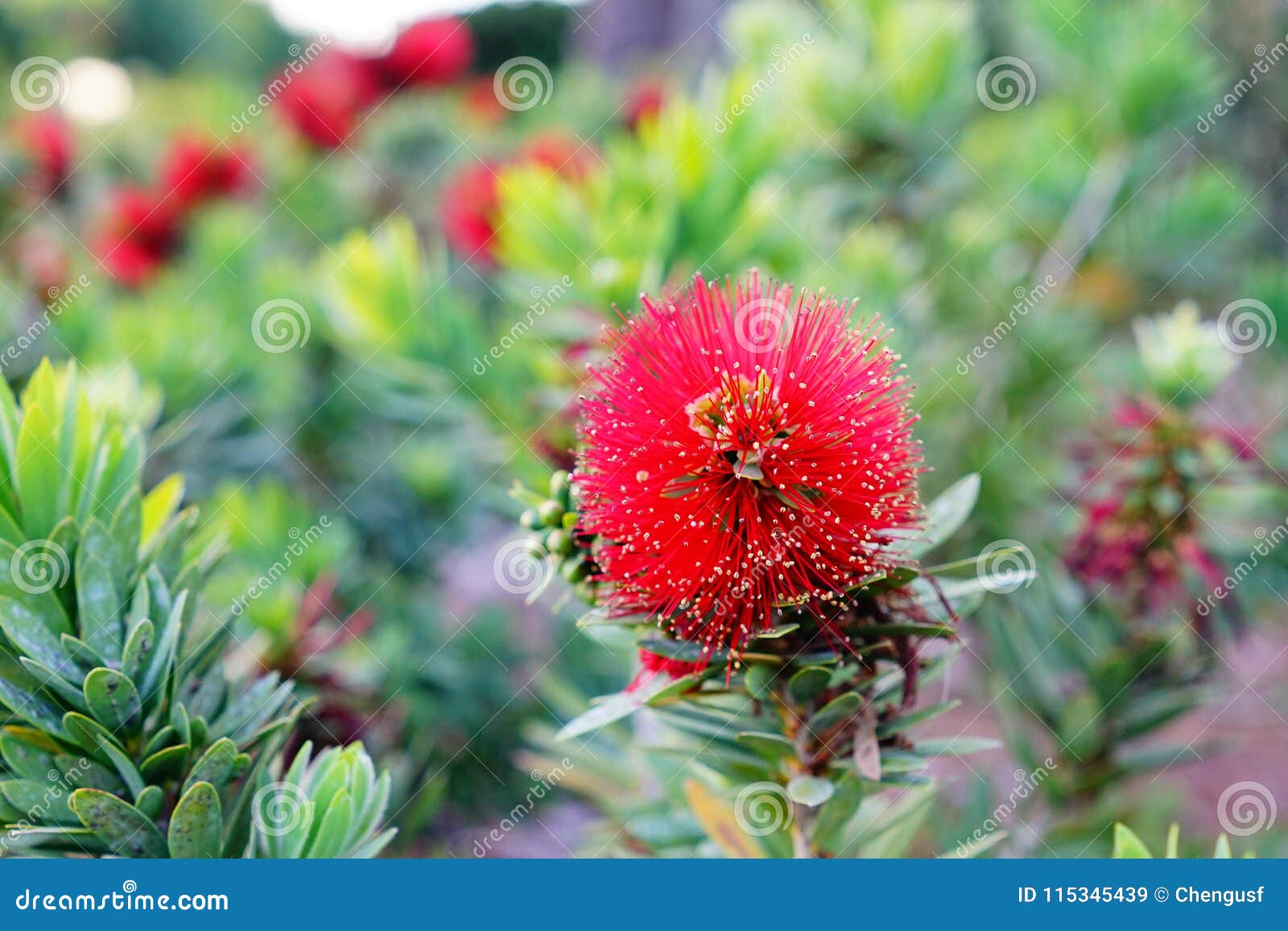 Callistemon tree stock image. Image of green, grow, citrinus - 115345439