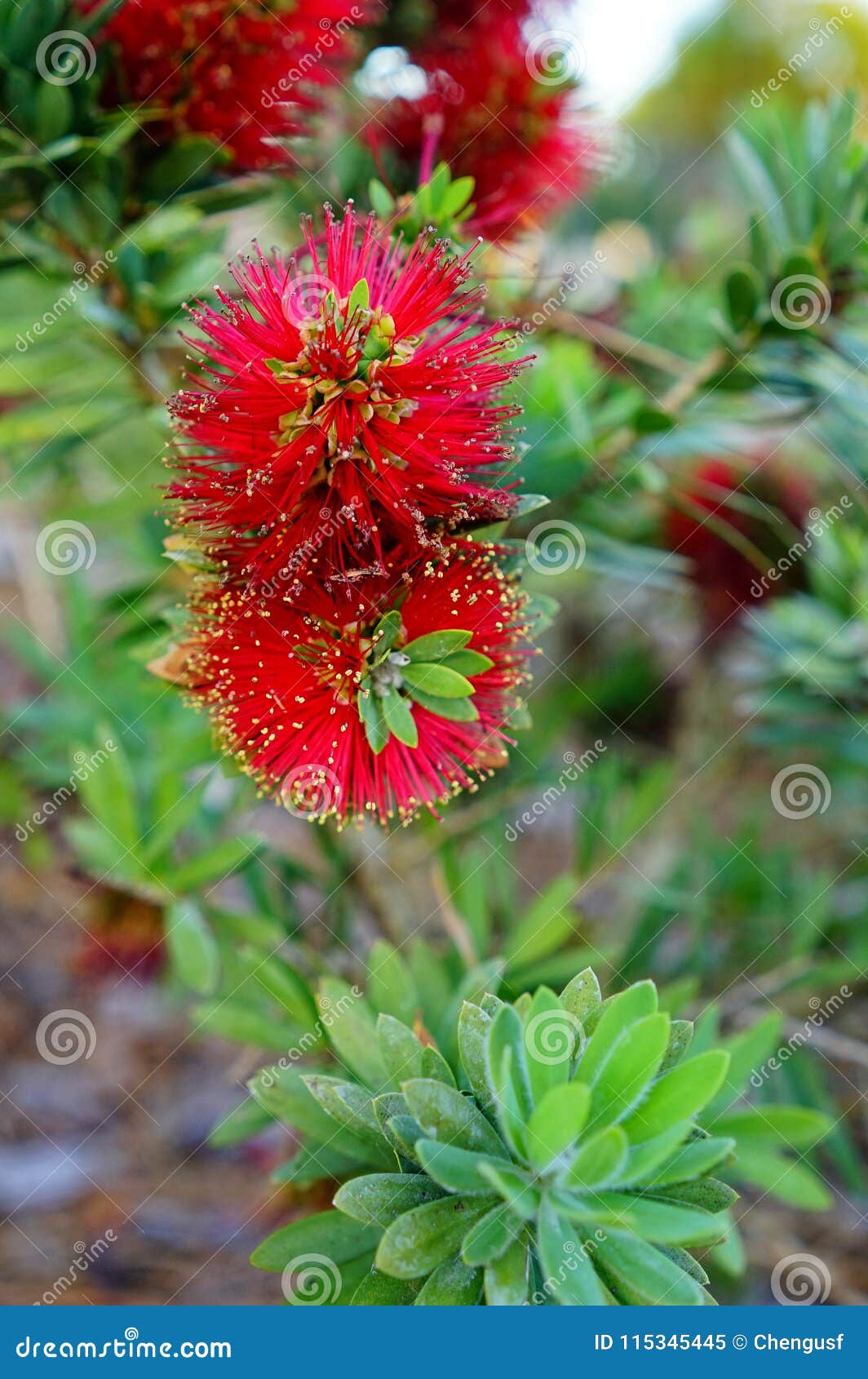 Callistemon tree stock image. Image of concept, bottlebrush - 115345445