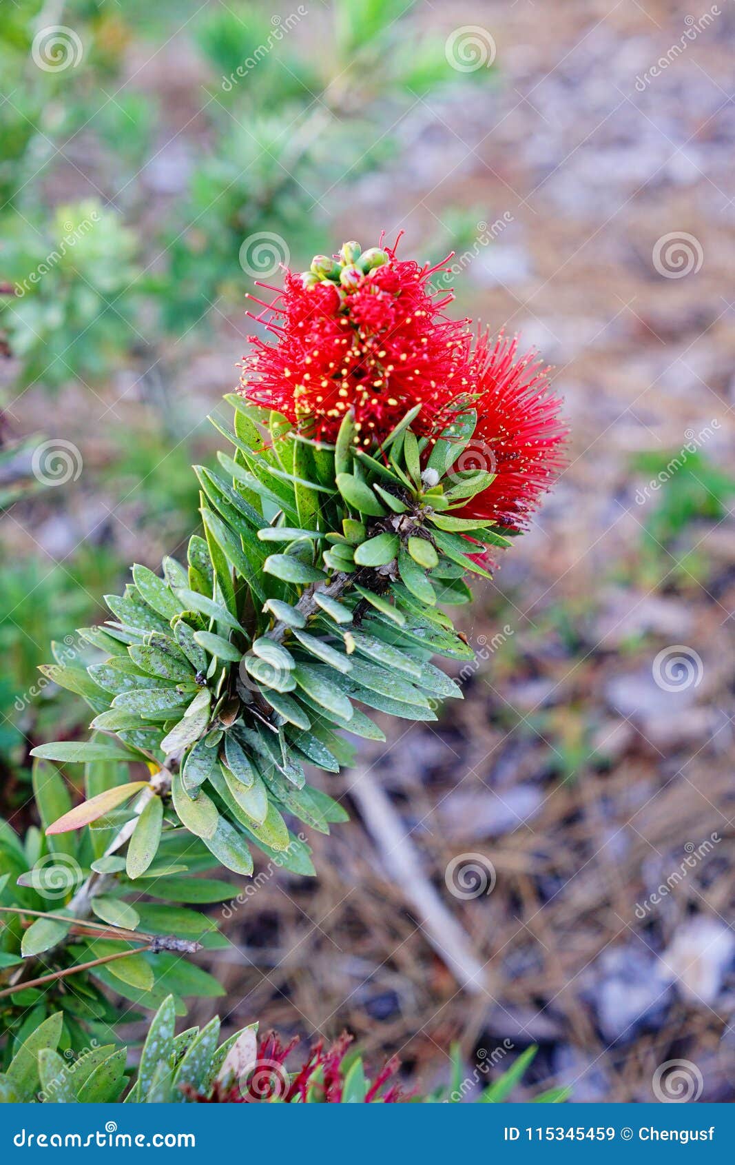 Callistemon tree stock image. Image of blue, captain - 115345459