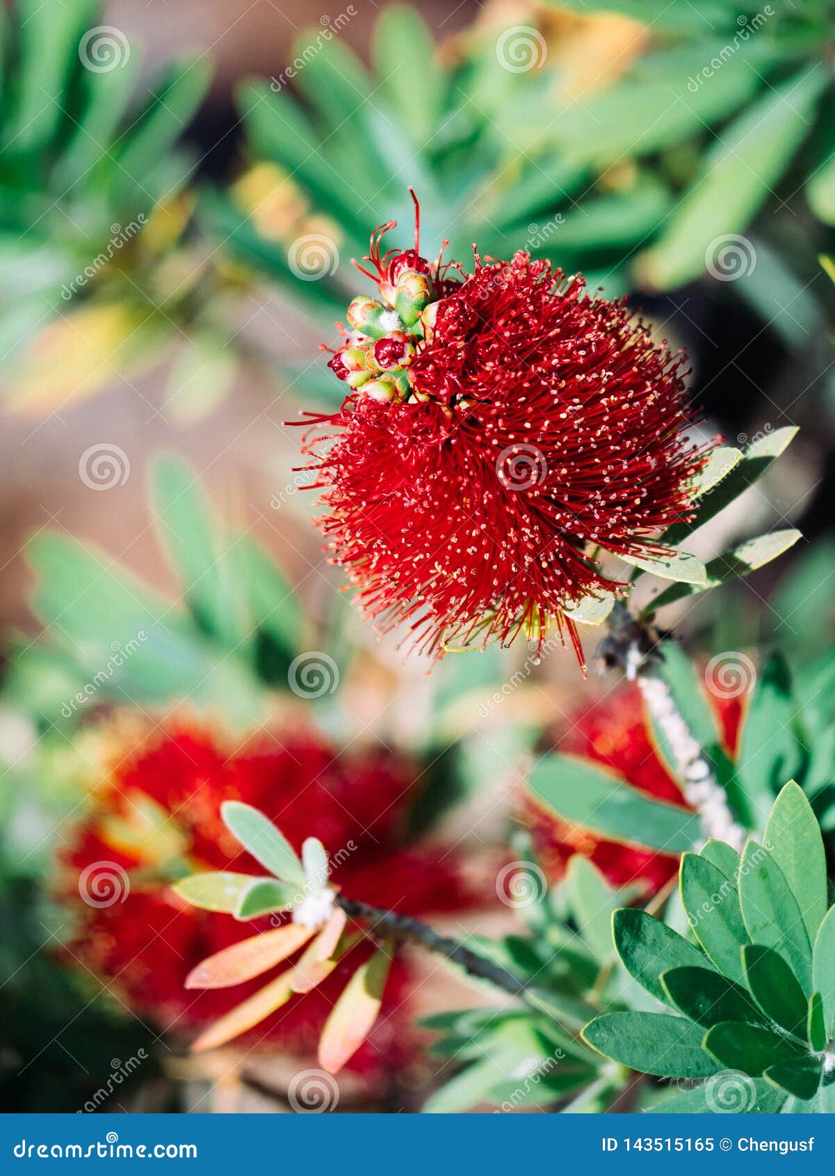 Callistemon tree stock image. Image of garden, bottlebrush - 143515165