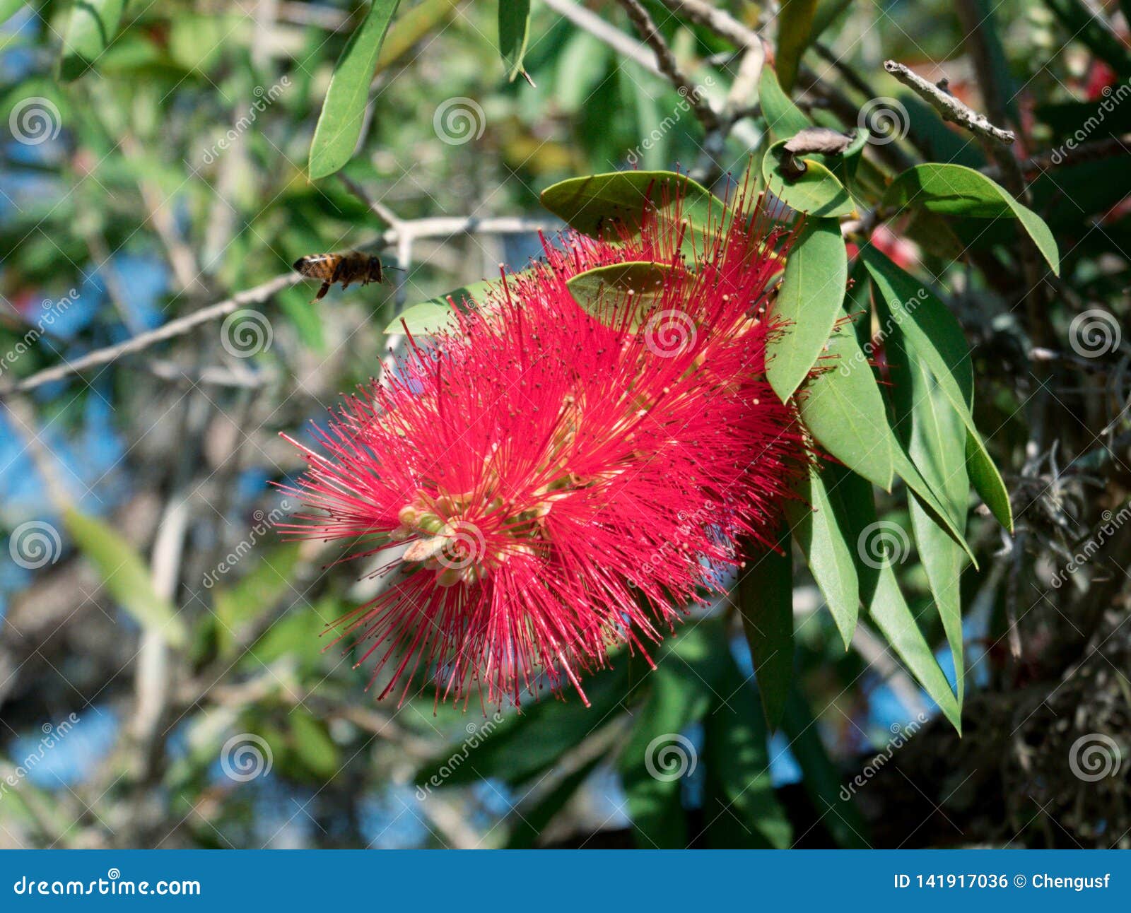 Callistemon tree stock photo. Image of citrinus, bush - 141917036