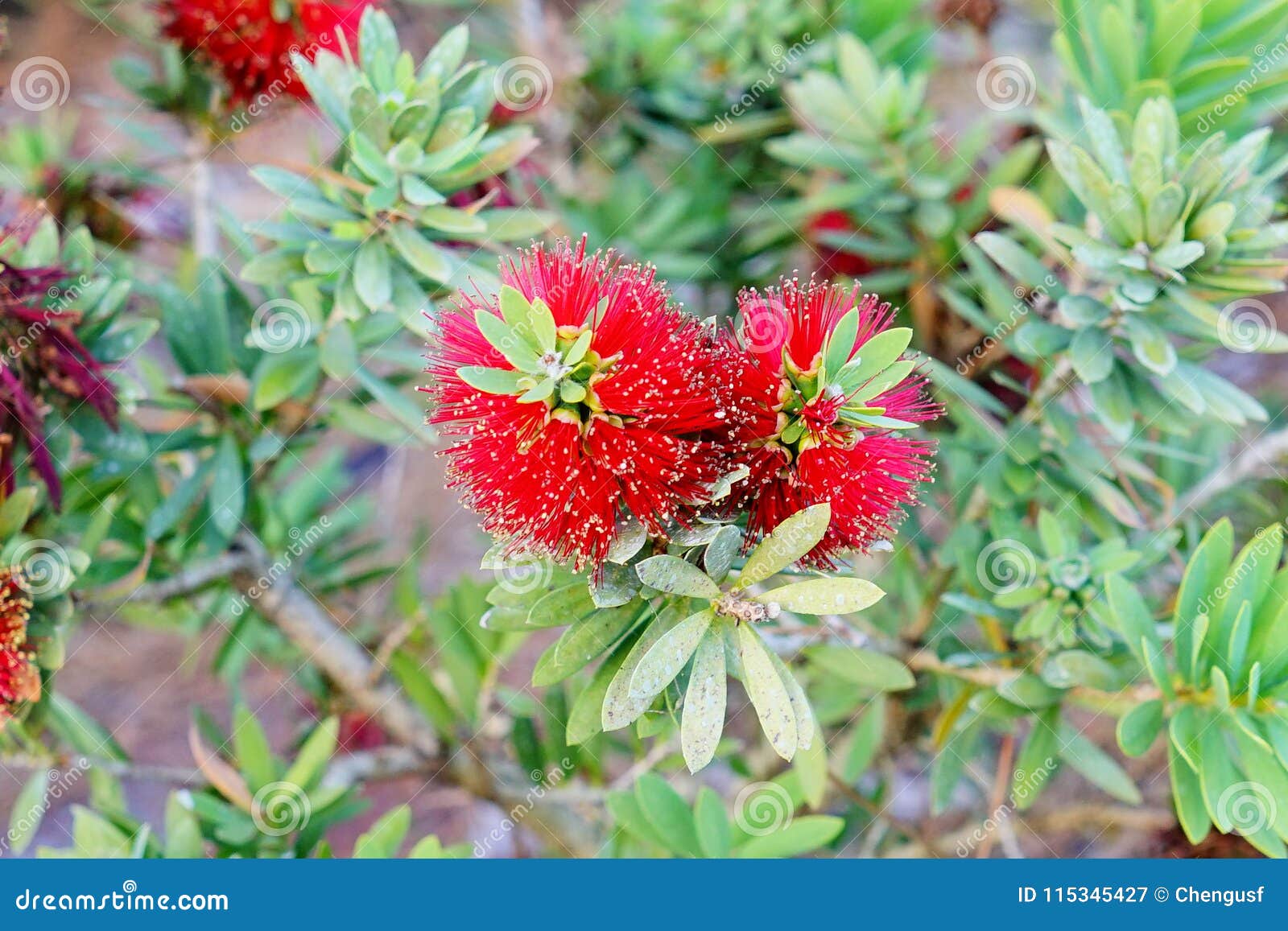 Callistemon tree stock image. Image of flower, environment - 115345427