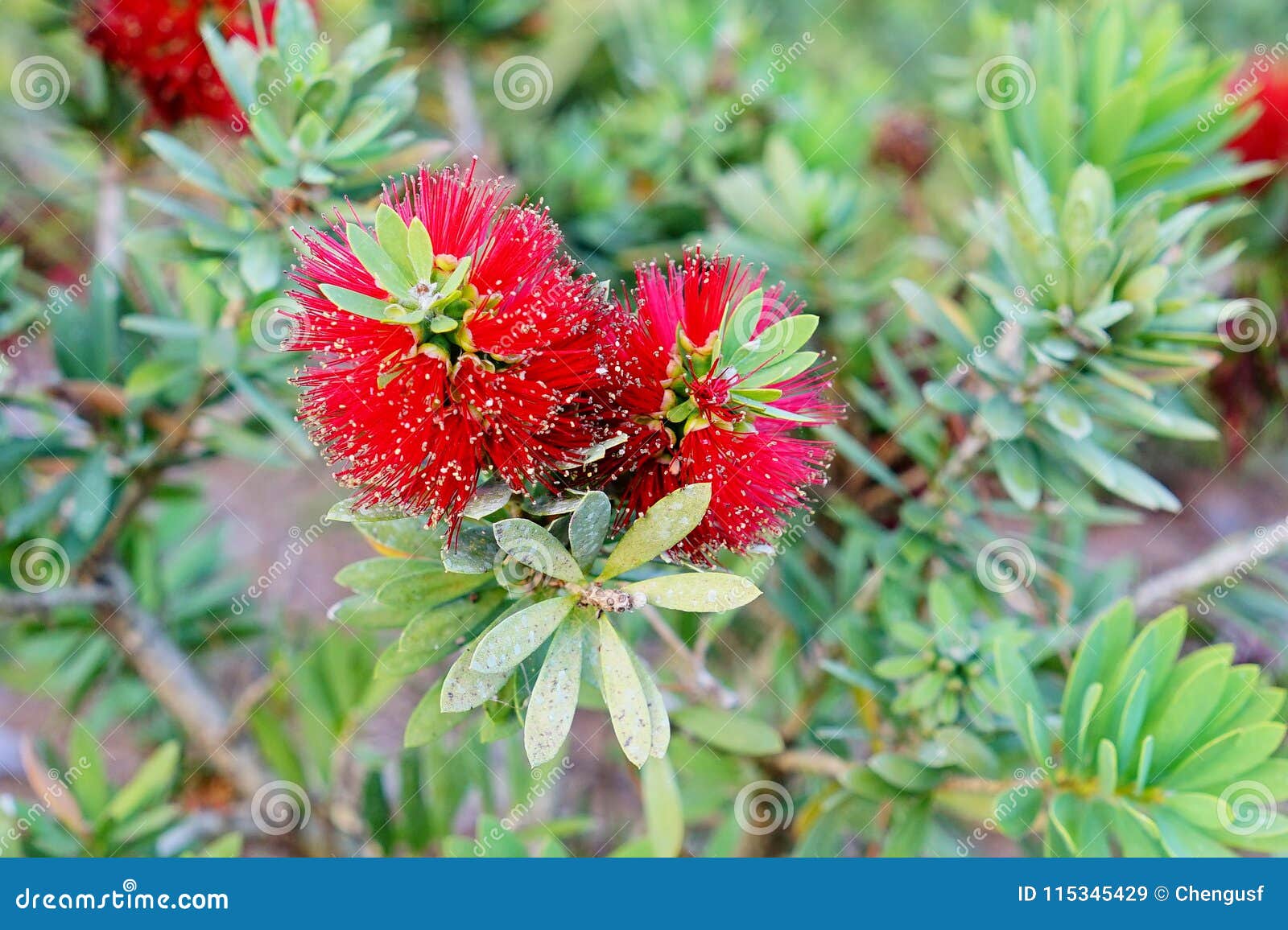 Callistemon tree stock image. Image of bottle, bottlebrush - 115345429