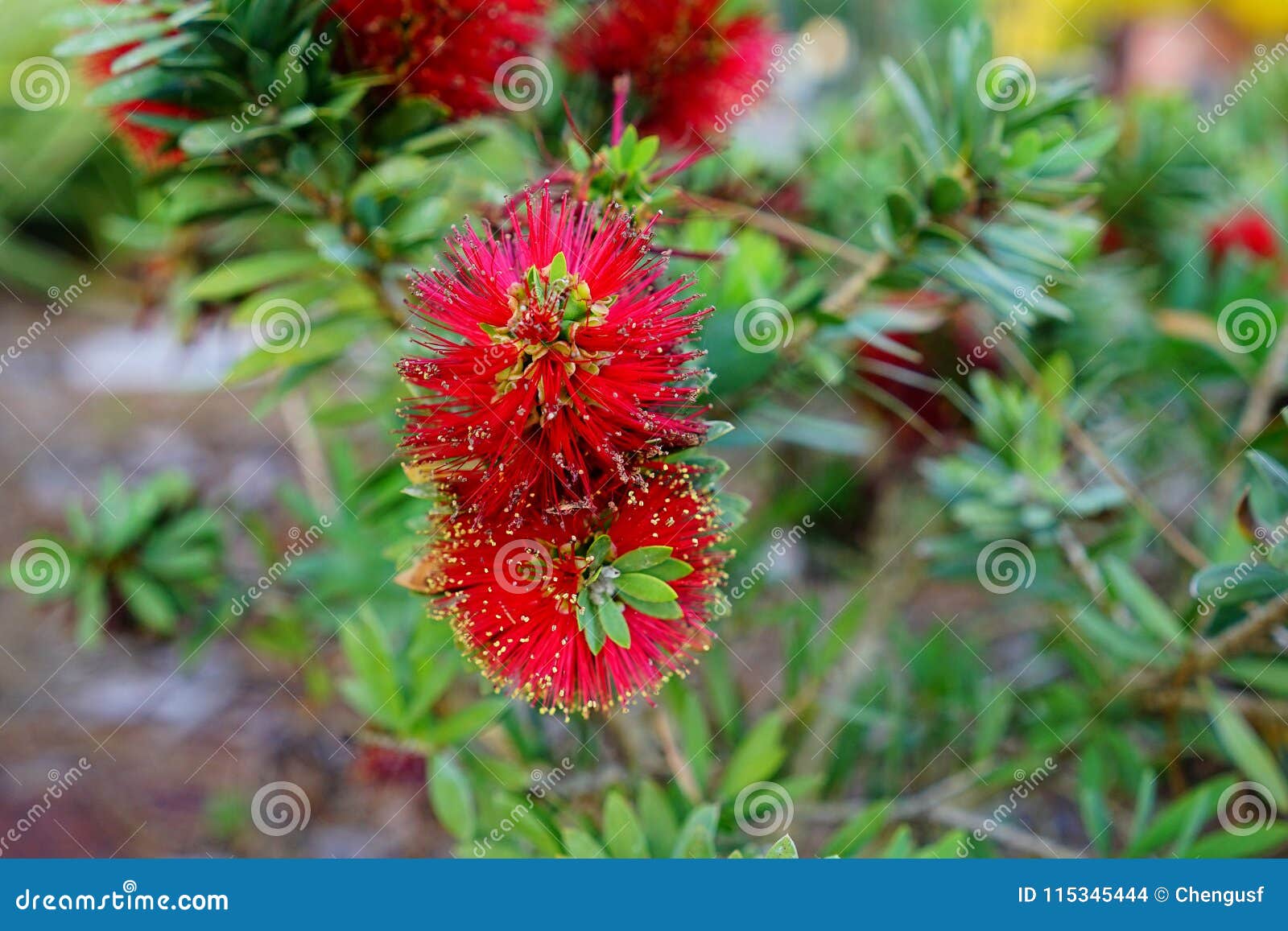 Callistemon tree stock photo. Image of colorful, green - 115345444