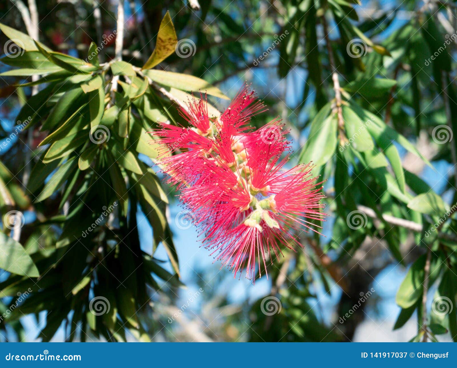 Callistemon tree stock image. Image of focus, green - 141917037